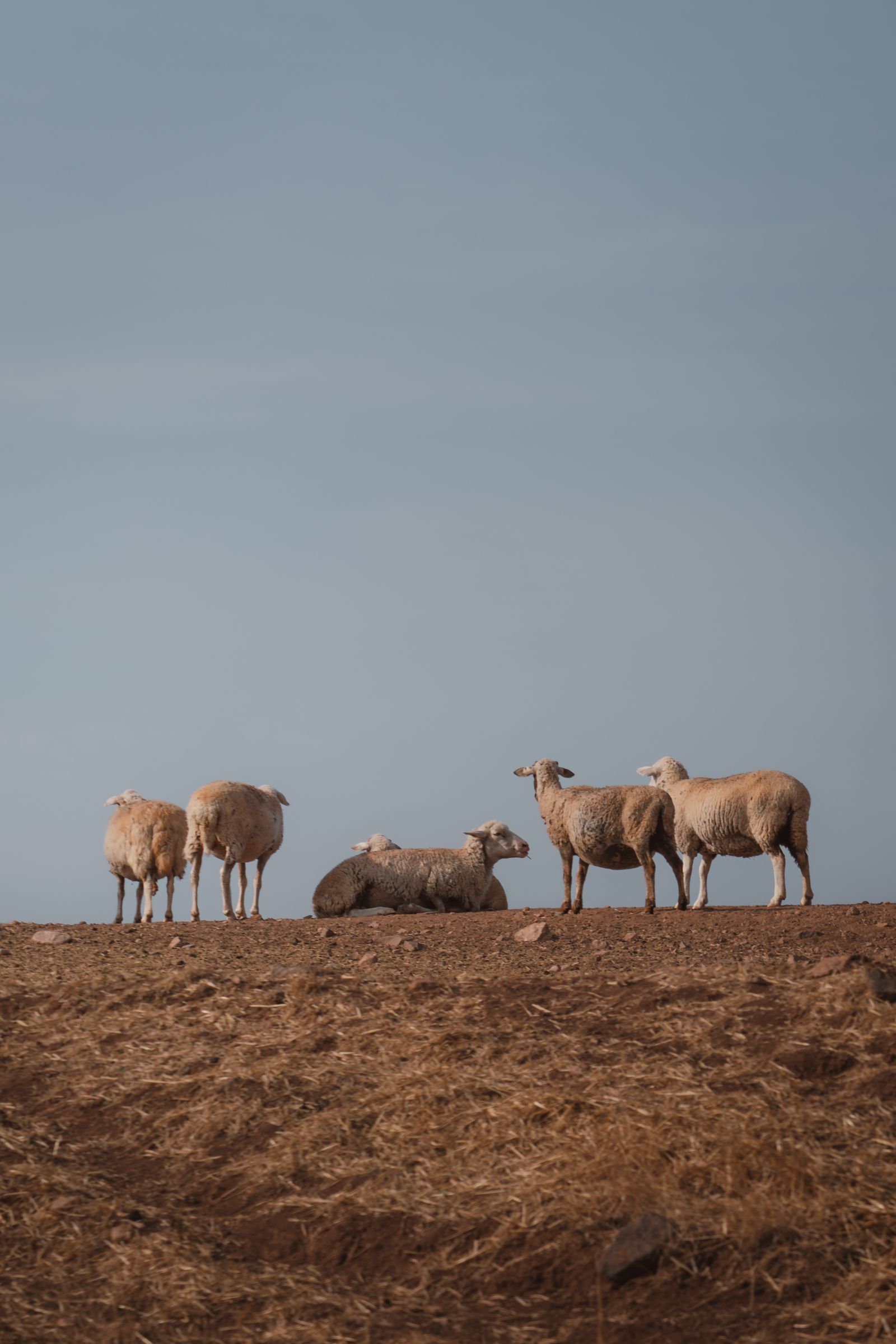 Pictures Of Sheep Photos, Download The BEST Free Pictures Of Sheep ...