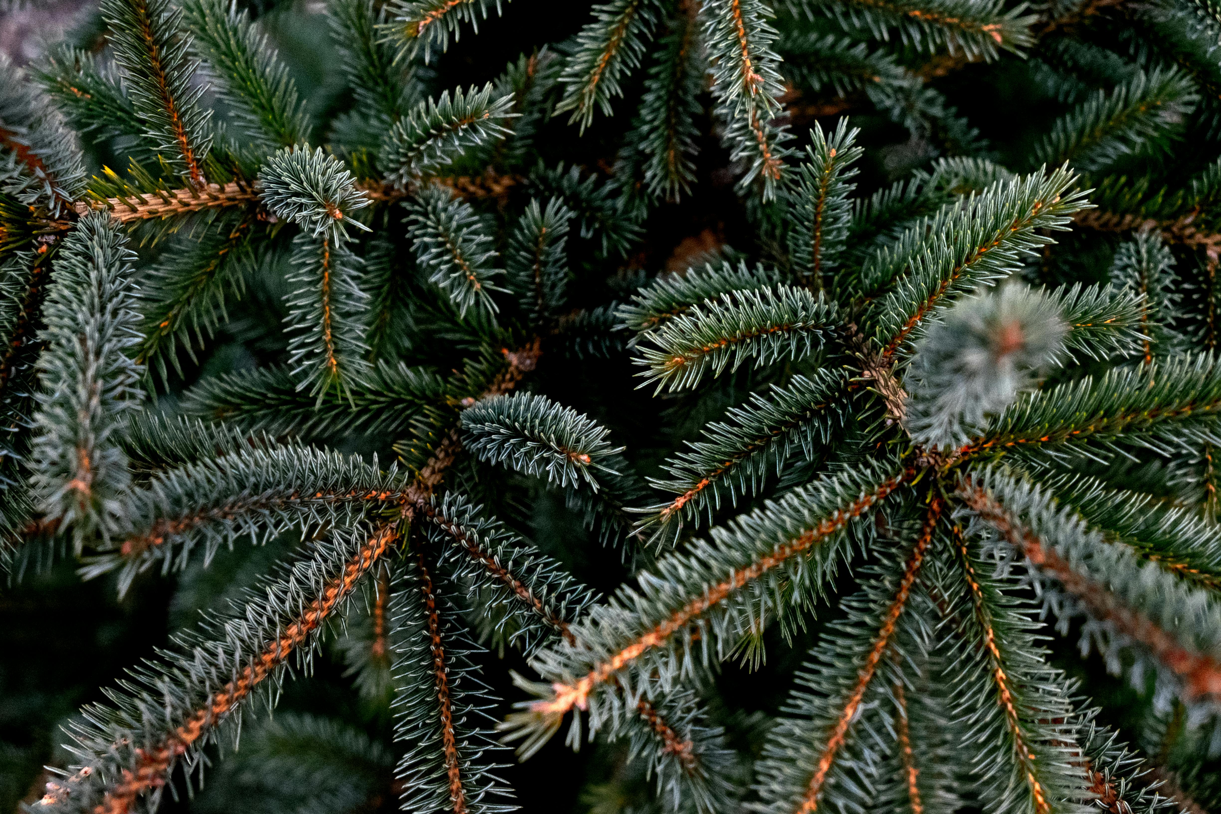 Detailed Closeup of Evergreen Tree Branches · Free Stock Photo