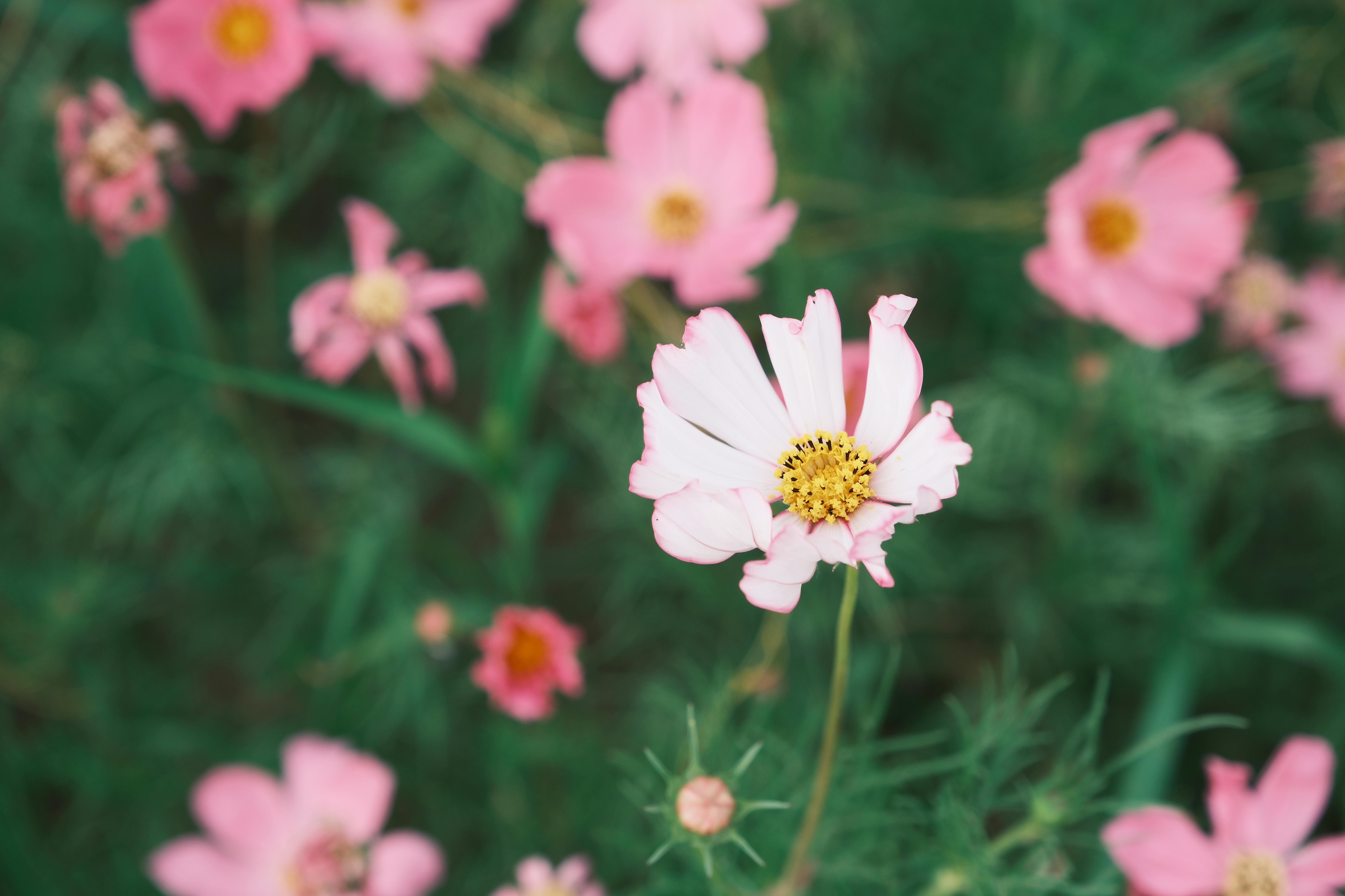 Close-up of Pink Cosmos Flowers · Free Stock Photo