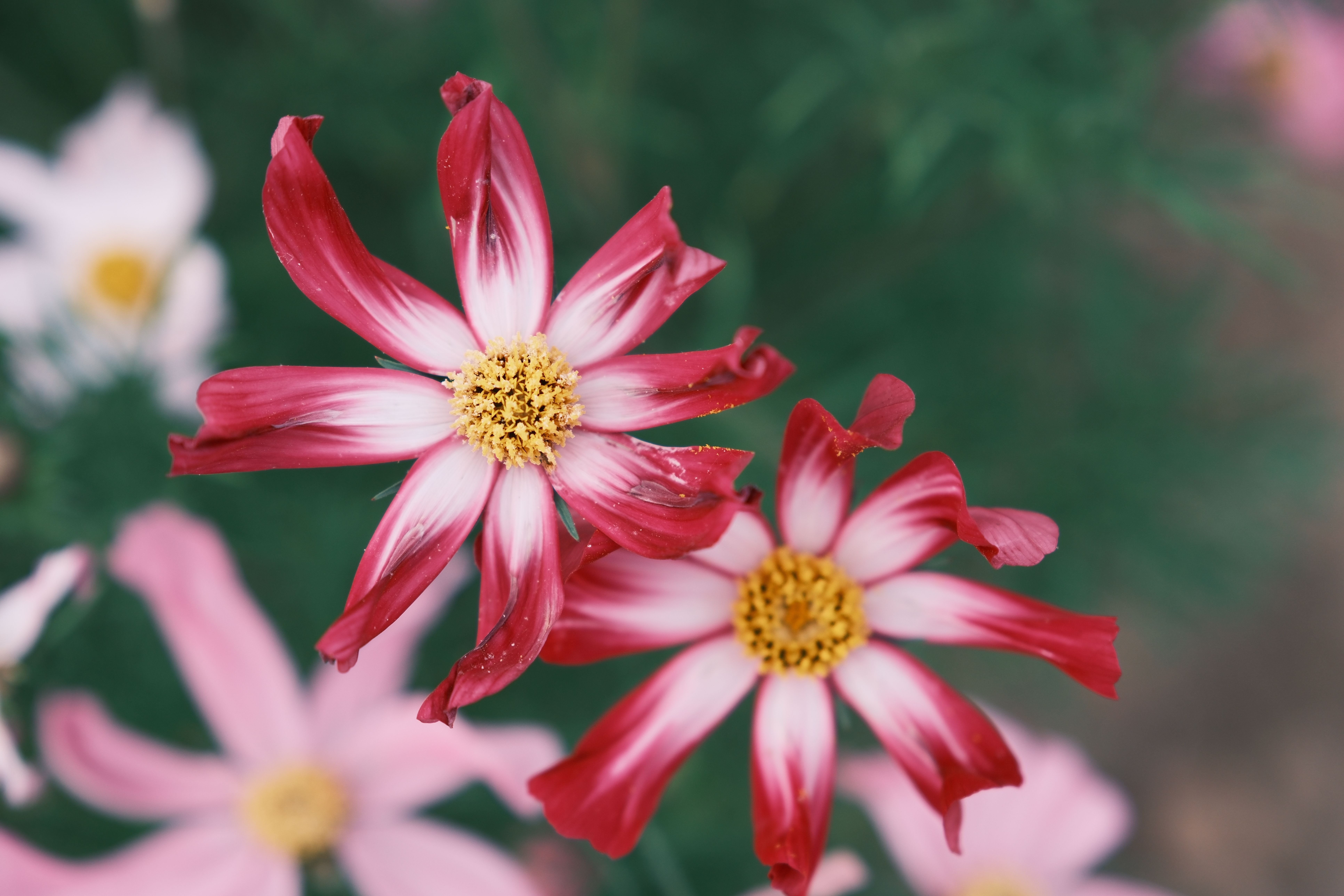 Close-up of Bicolor Pink and Red Cosmos Flowers · Free Stock Photo