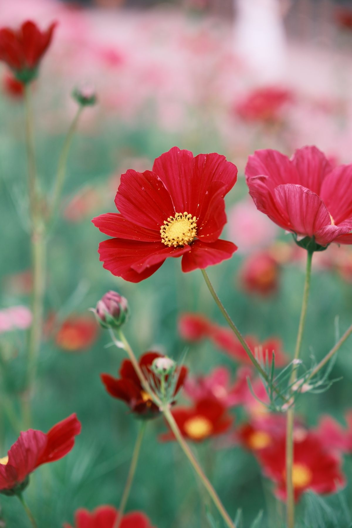 Flowers Red Photos, Download The BEST Free Flowers Red Stock Photos ...