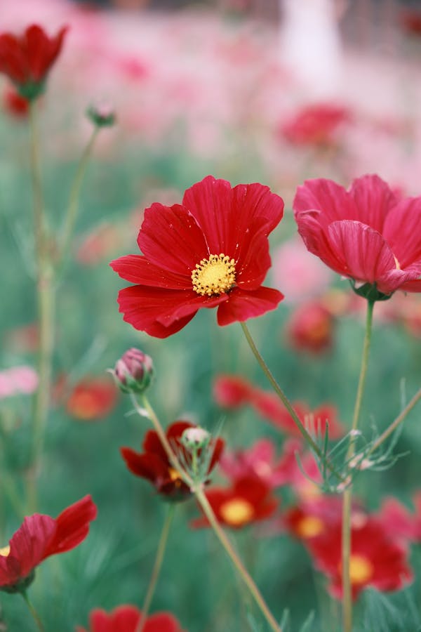 Flowers Red Photos, Download The BEST Free Flowers Red Stock Photos ...