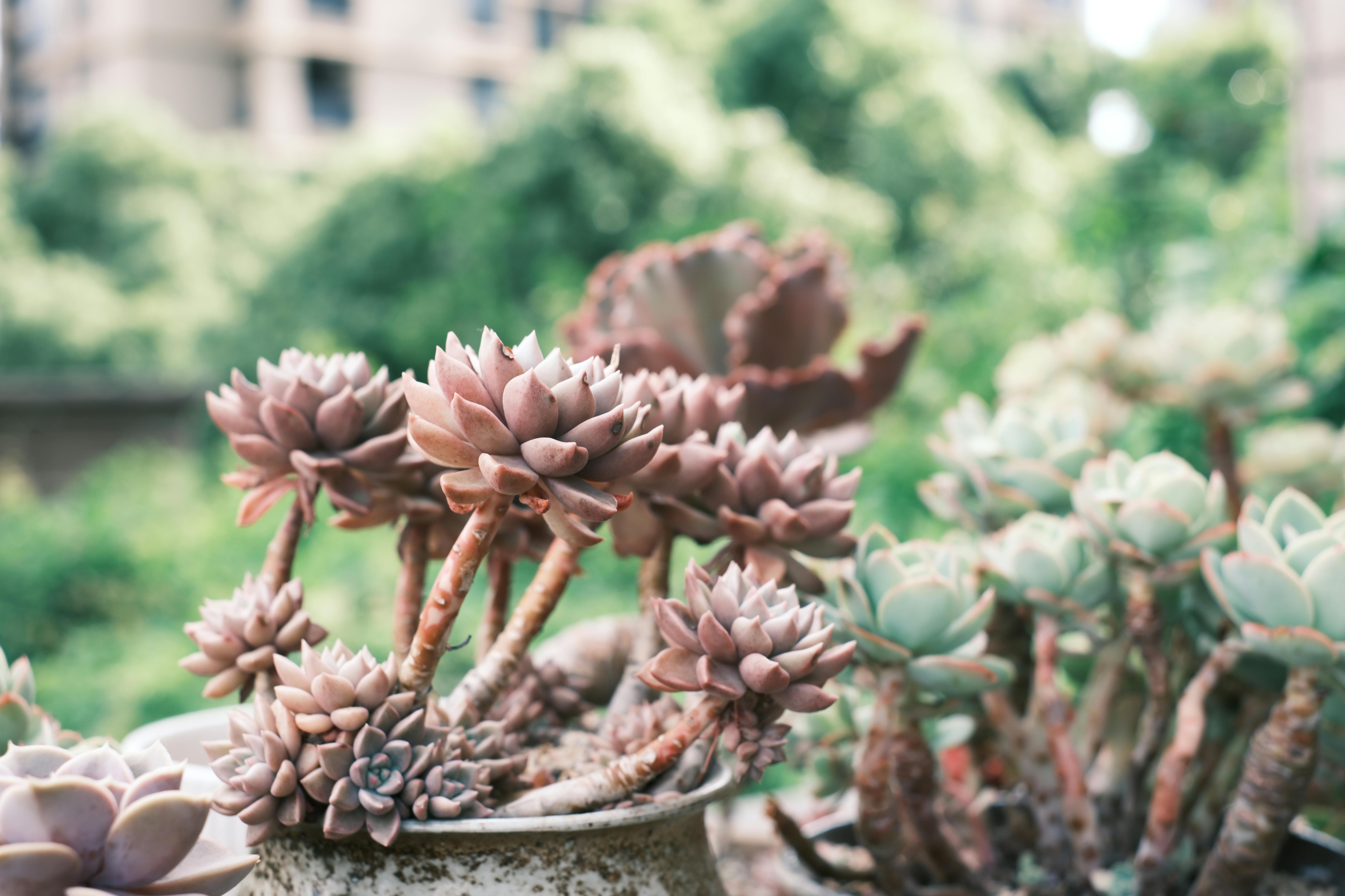 Aerial View Photography of Succulent Plants · Free Stock Photo