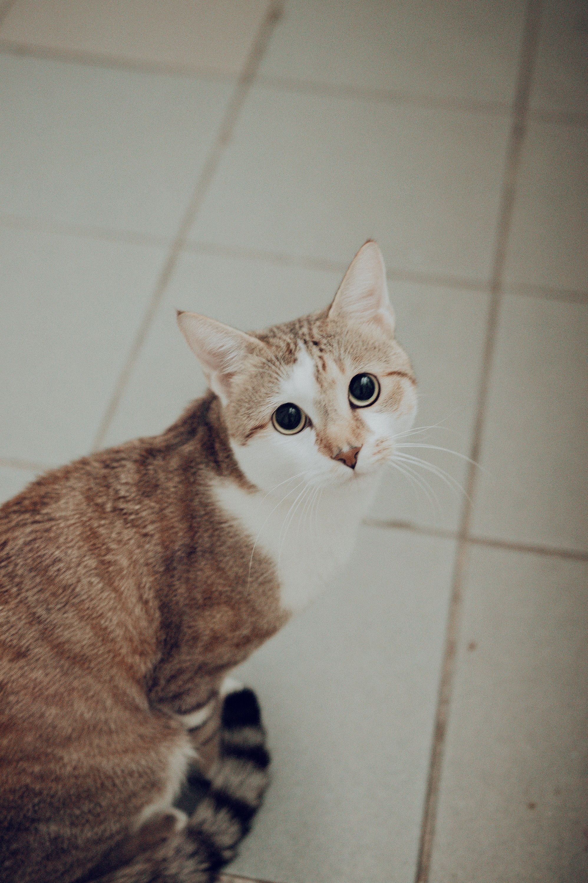 Short-fur Brown Cat Close-up Photography · Free Stock Photo