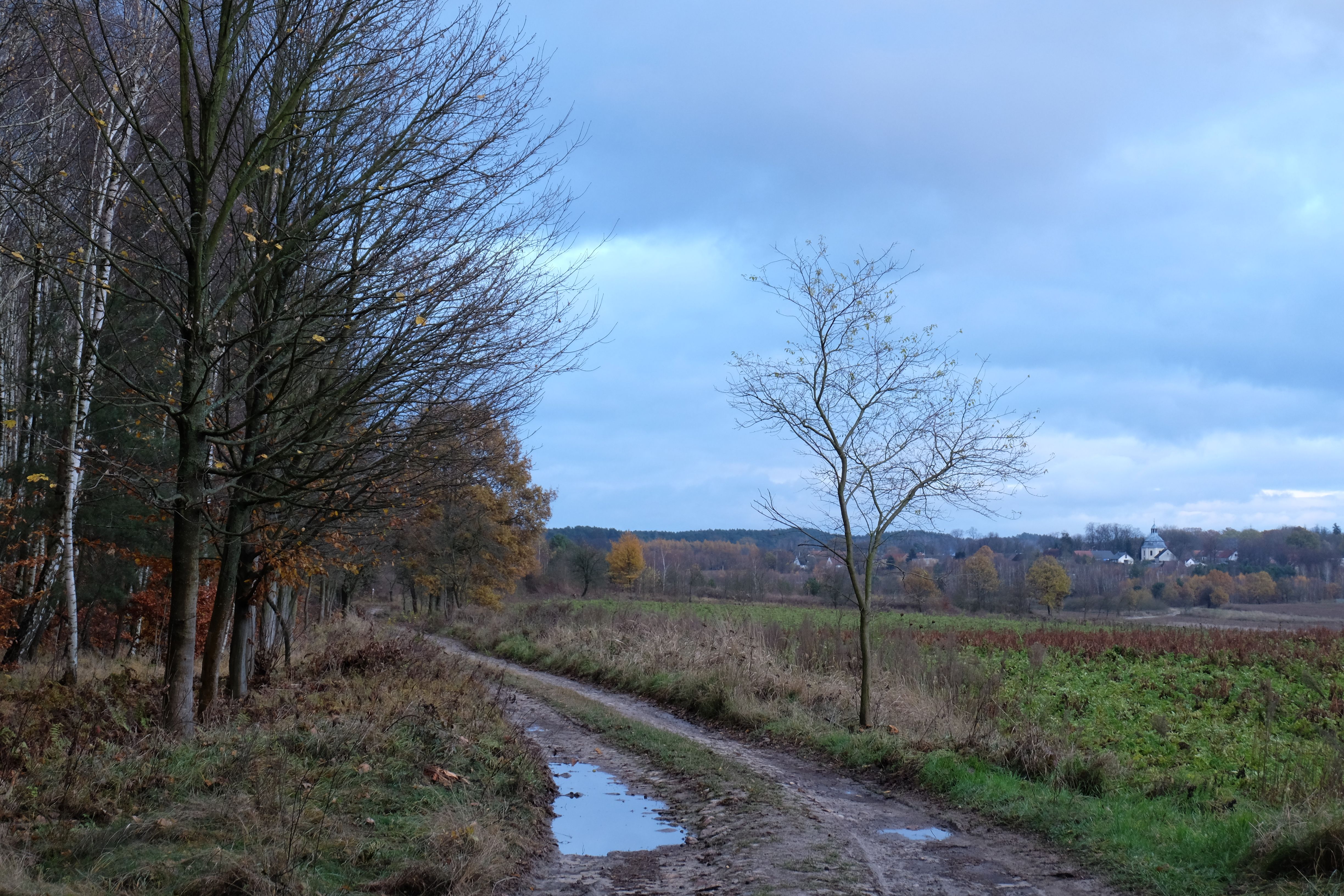 Rural Autumn Landscape with Dirt Path and Trees · Free Stock Photo