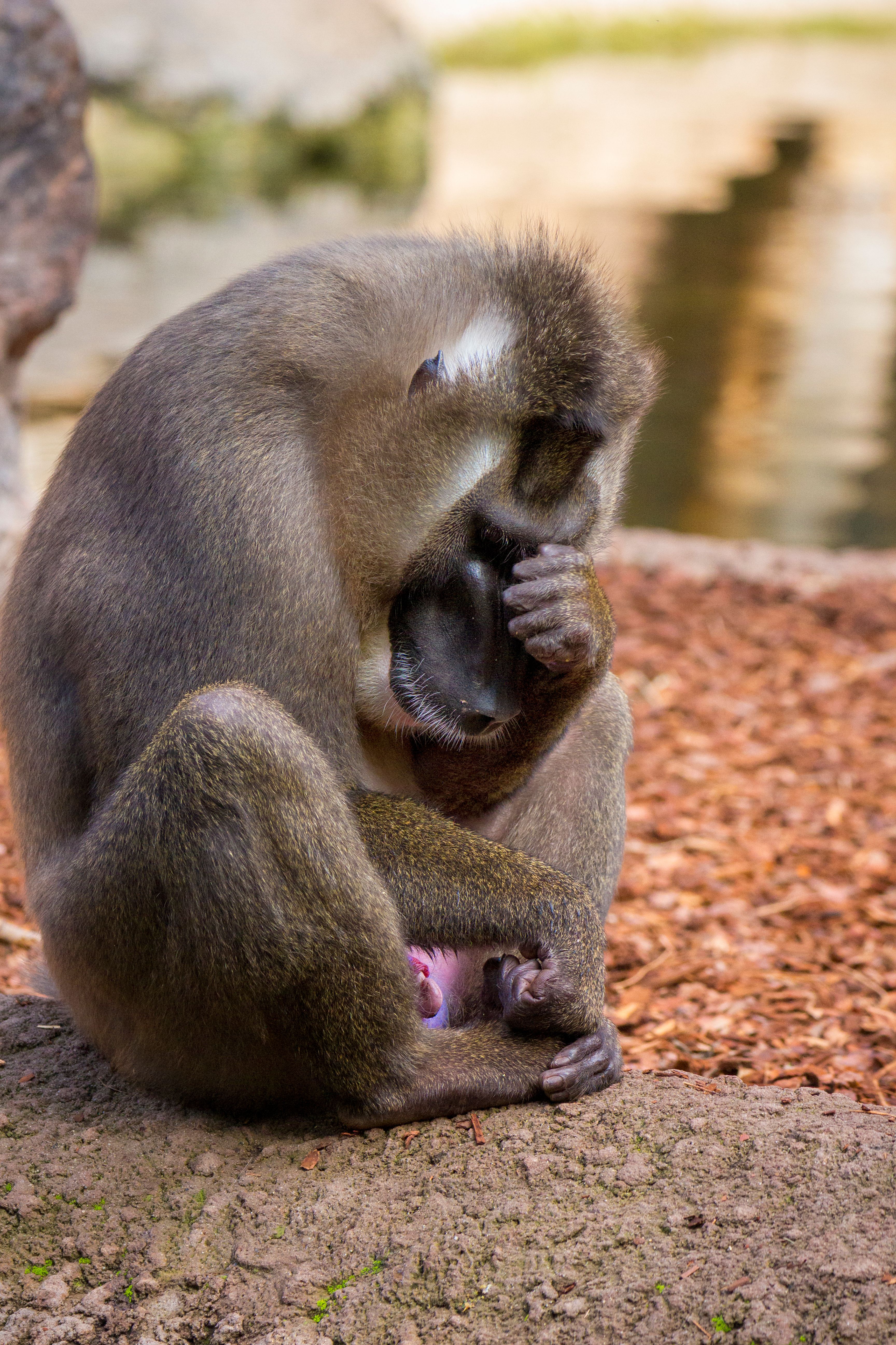 Momento Tierno De Madre Mandril Y Cría · Foto de stock gratuita