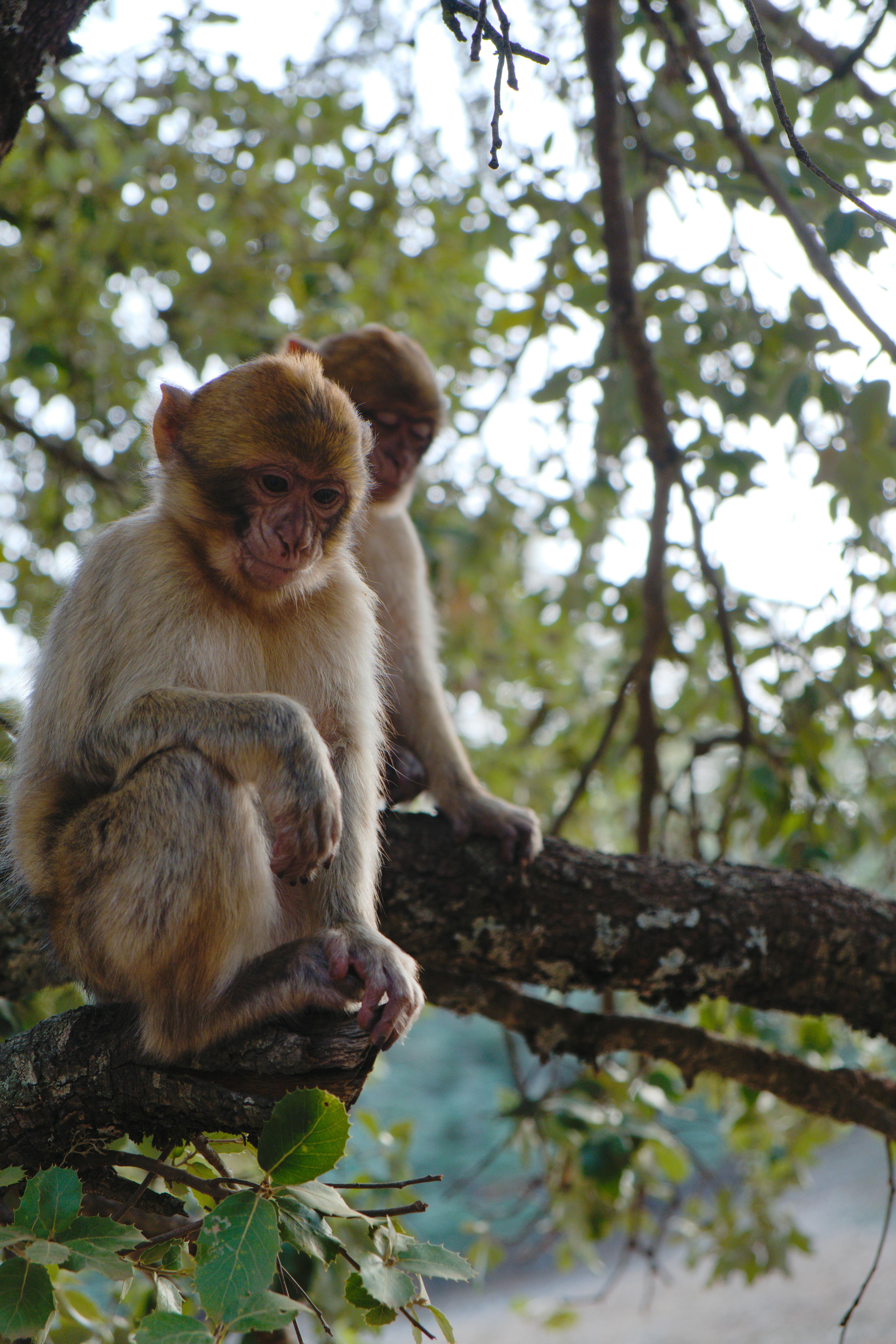 Barbary Macaques in Moroccan Forest Tree · Free Stock Photo
