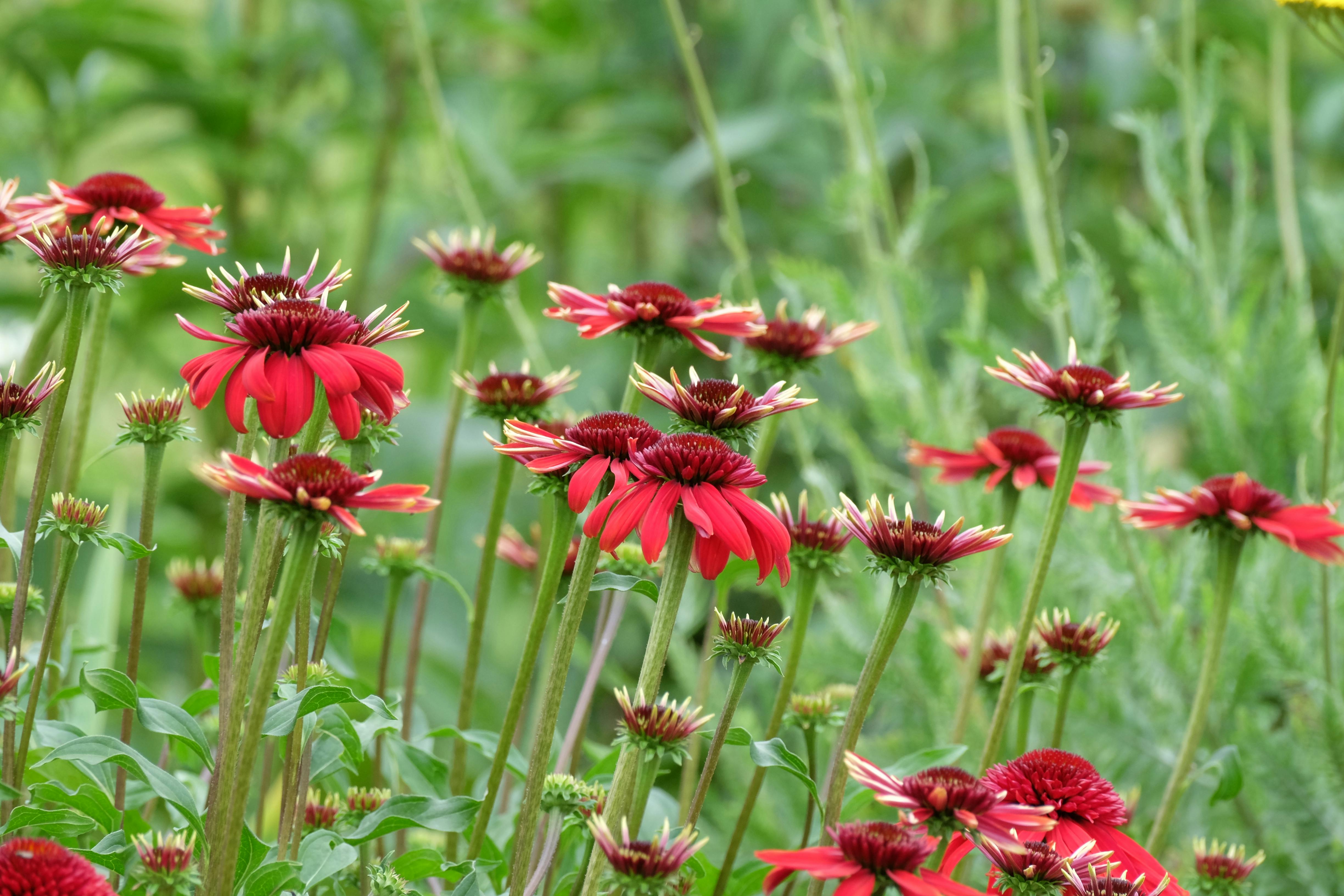 Vibrant Red Coneflowers in Lush Garden Setting · Free Stock Photo