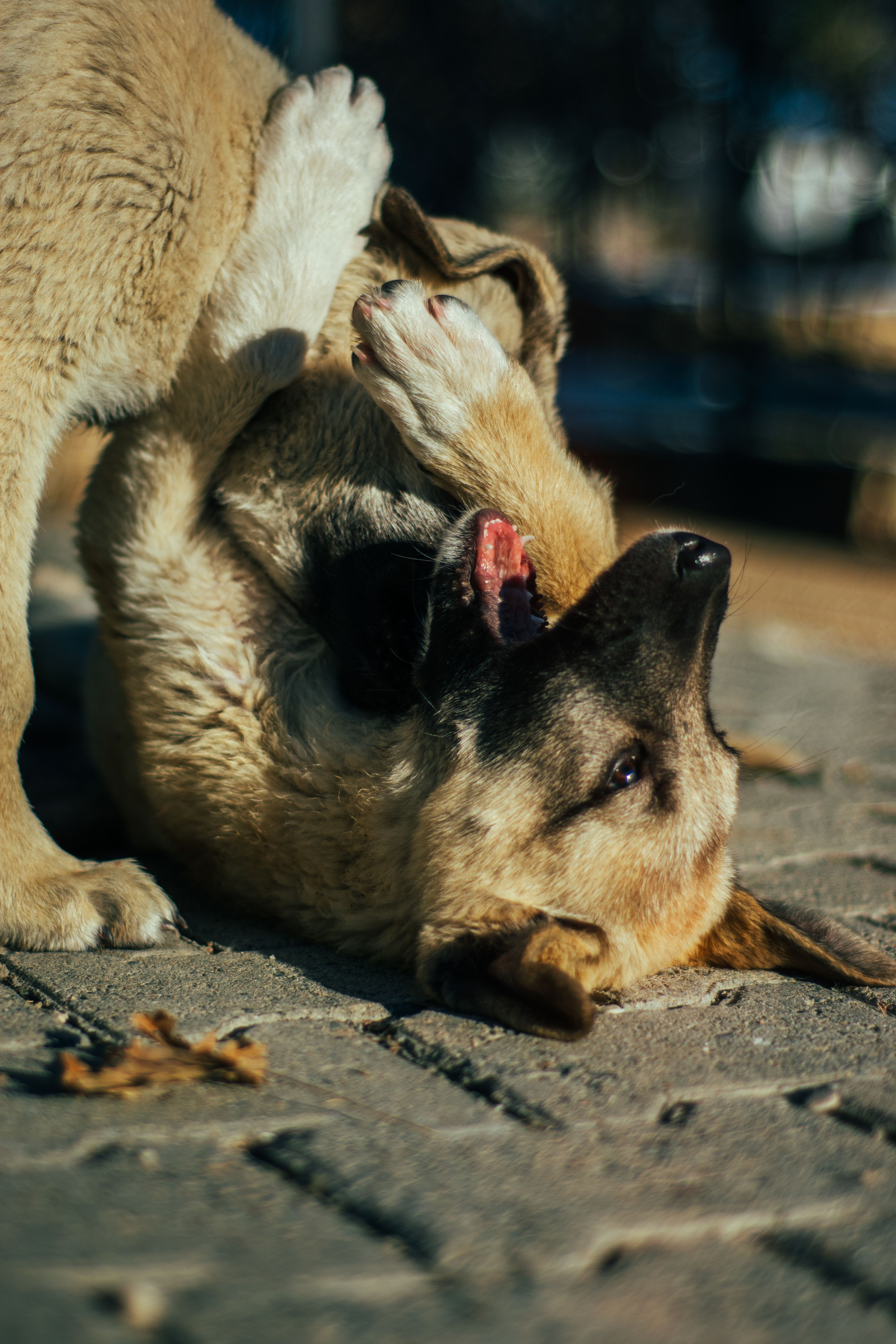 Playful puppies wrestling outdoors on a sunny day · Free Stock Photo