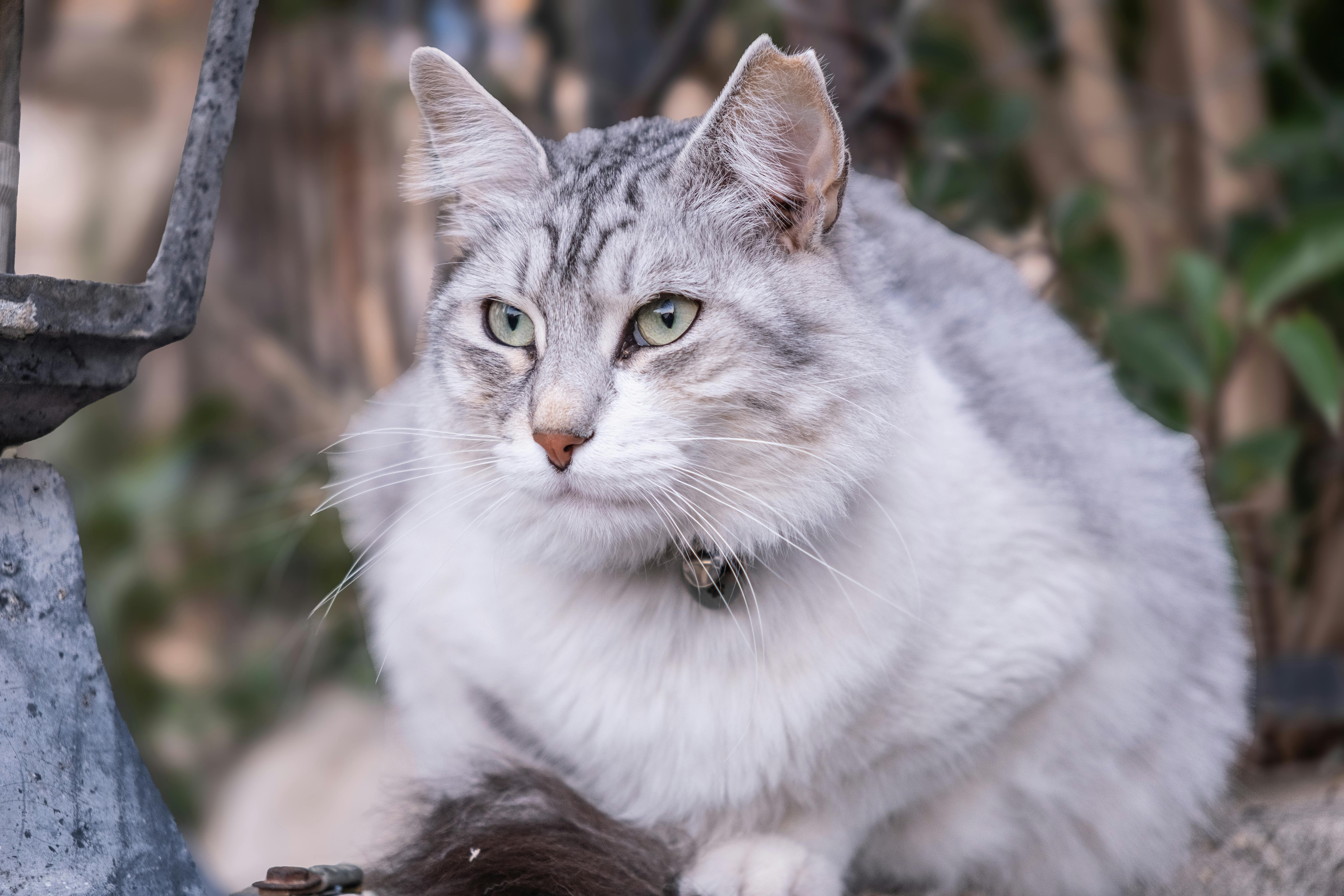 Nature Cats Photos, Download The BEST Free Nature Cats Stock Photos ...