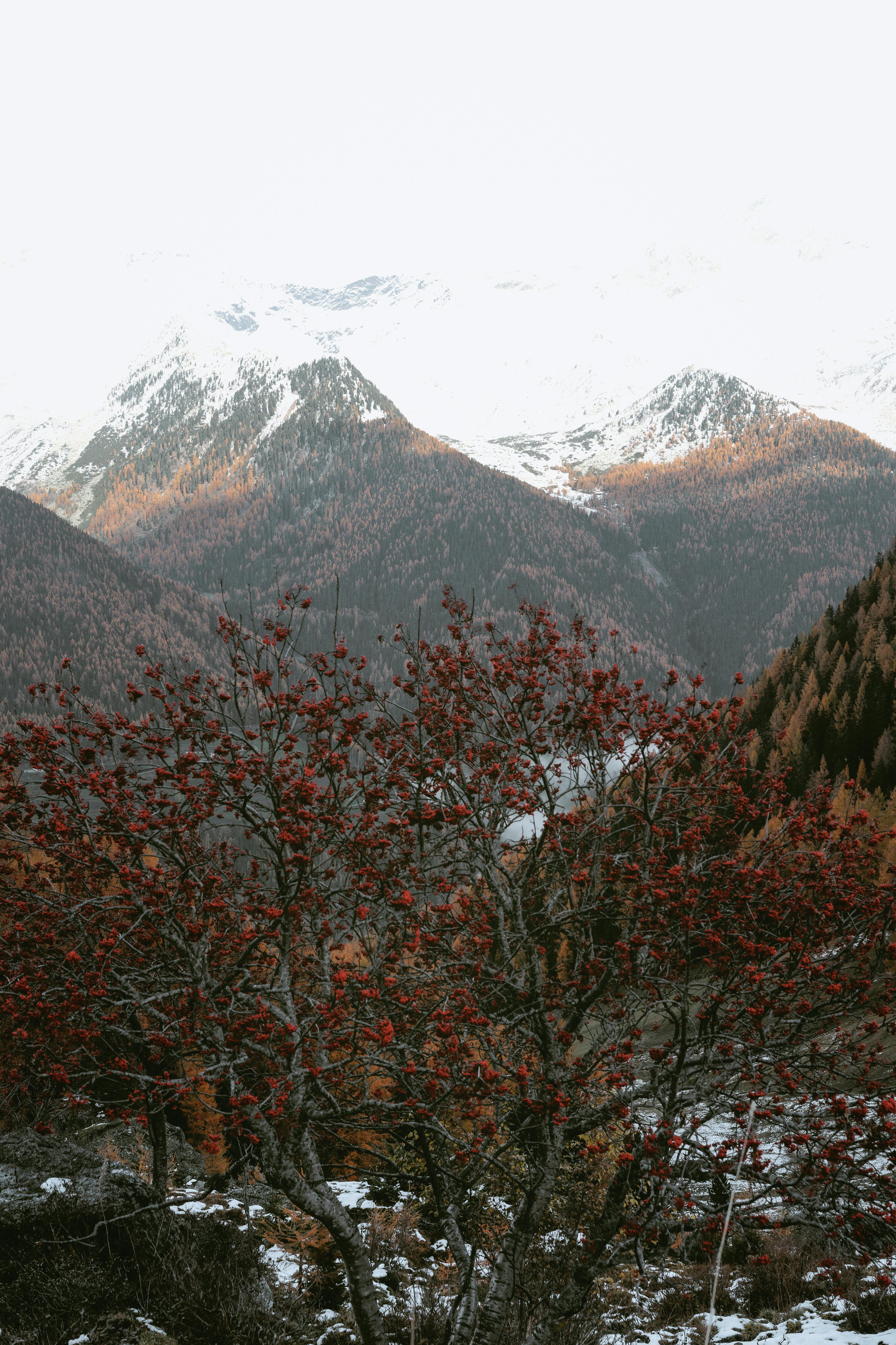 Pemandangan Pegunungan Bersalju Yang Indah Dengan Pohon Beri Merah ...
