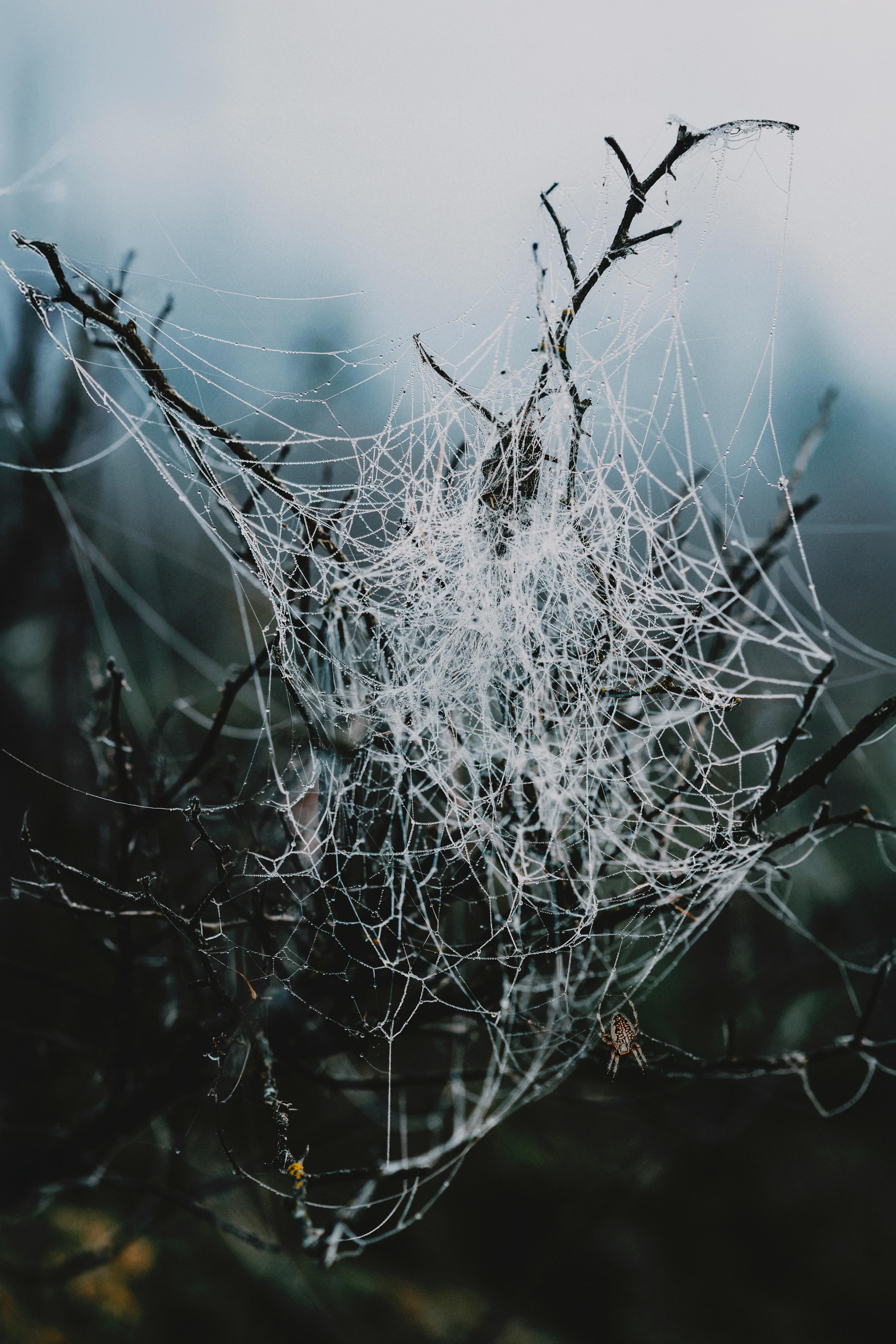 4 000+ Nippyshare+web banque d’images et photos libres de droit ...