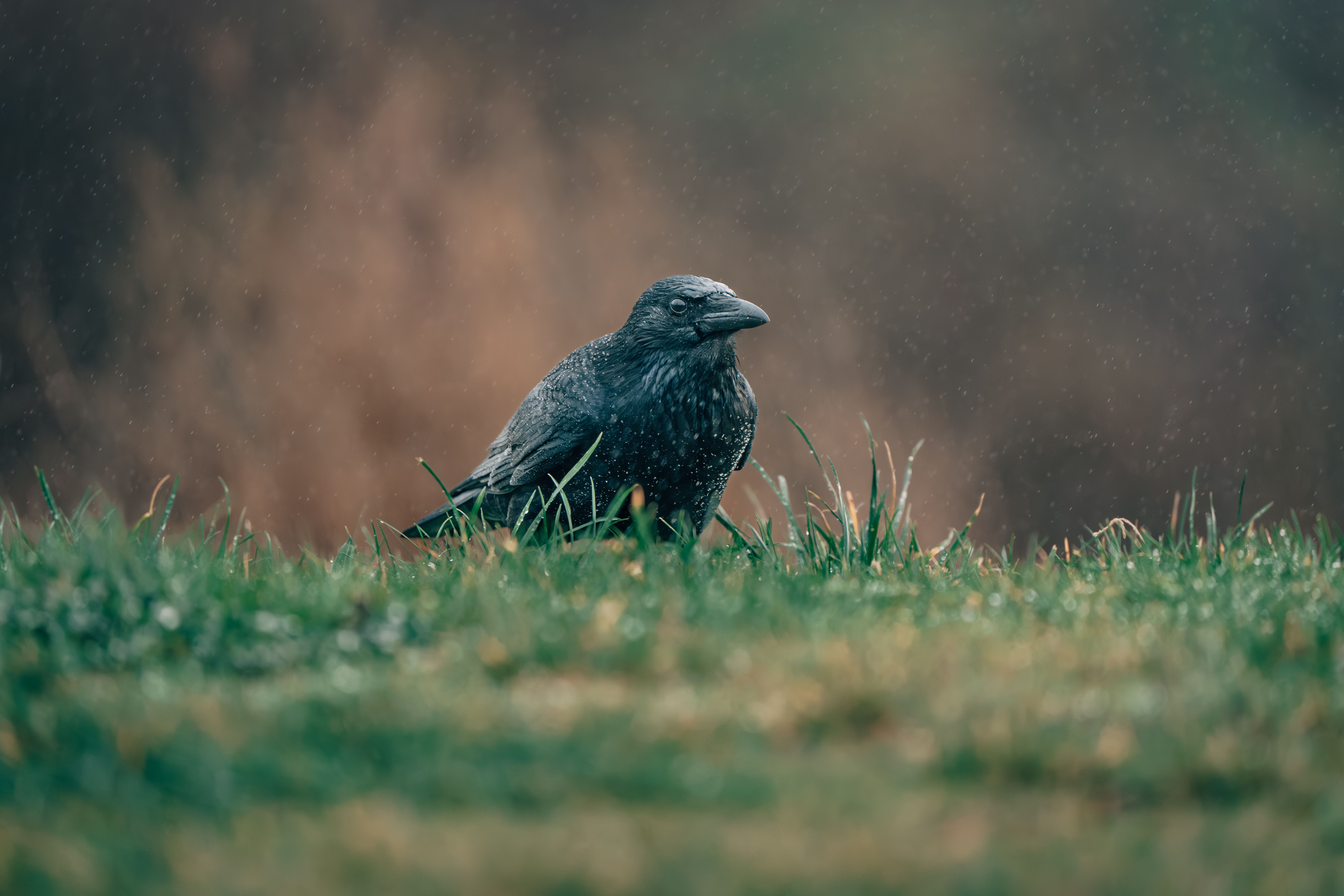 Moody Crow in Rain on Grassy Field · Free Stock Photo