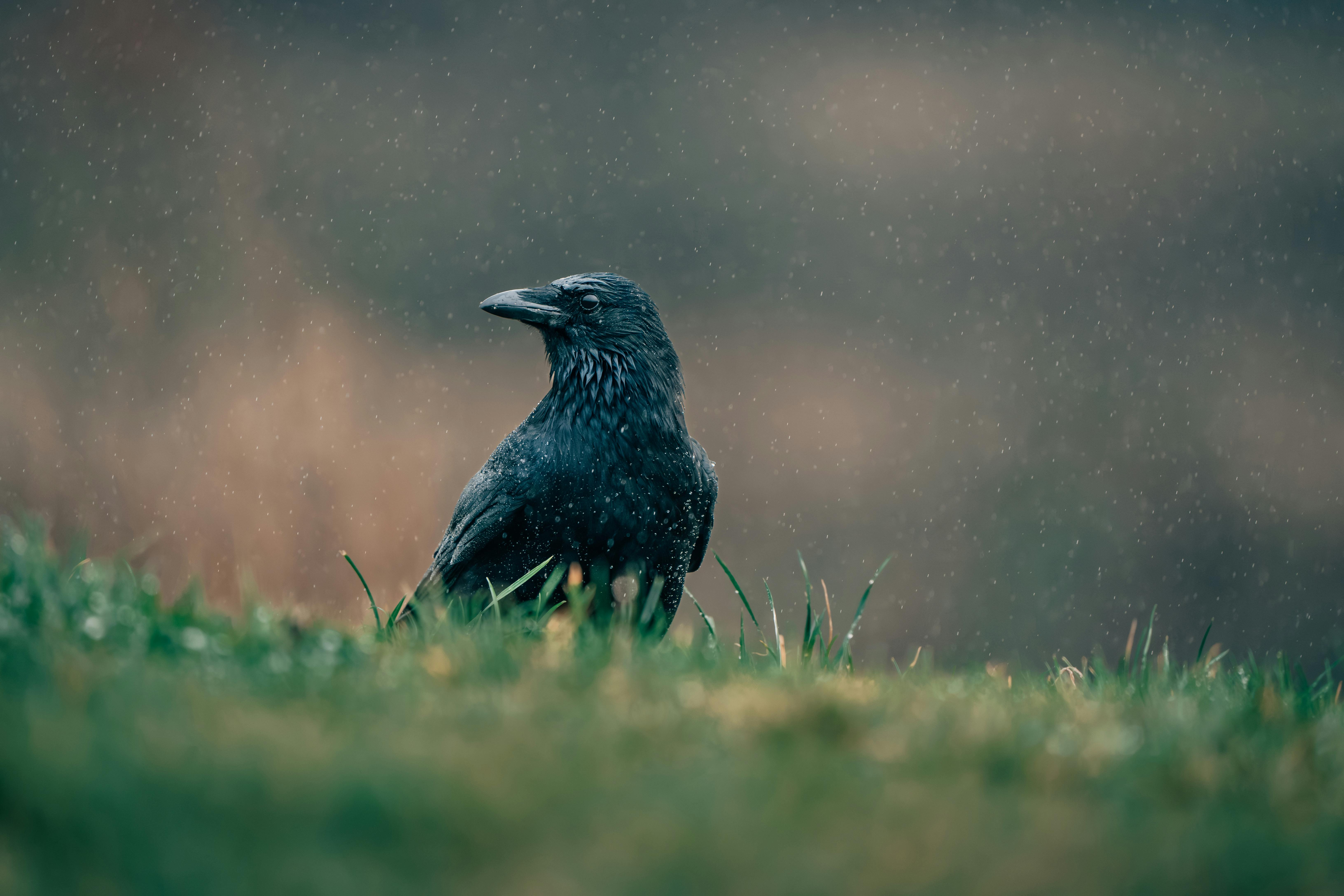 Raven in Rain on Grassy Field Outdoor Wildlife Photography · Free Stock ...