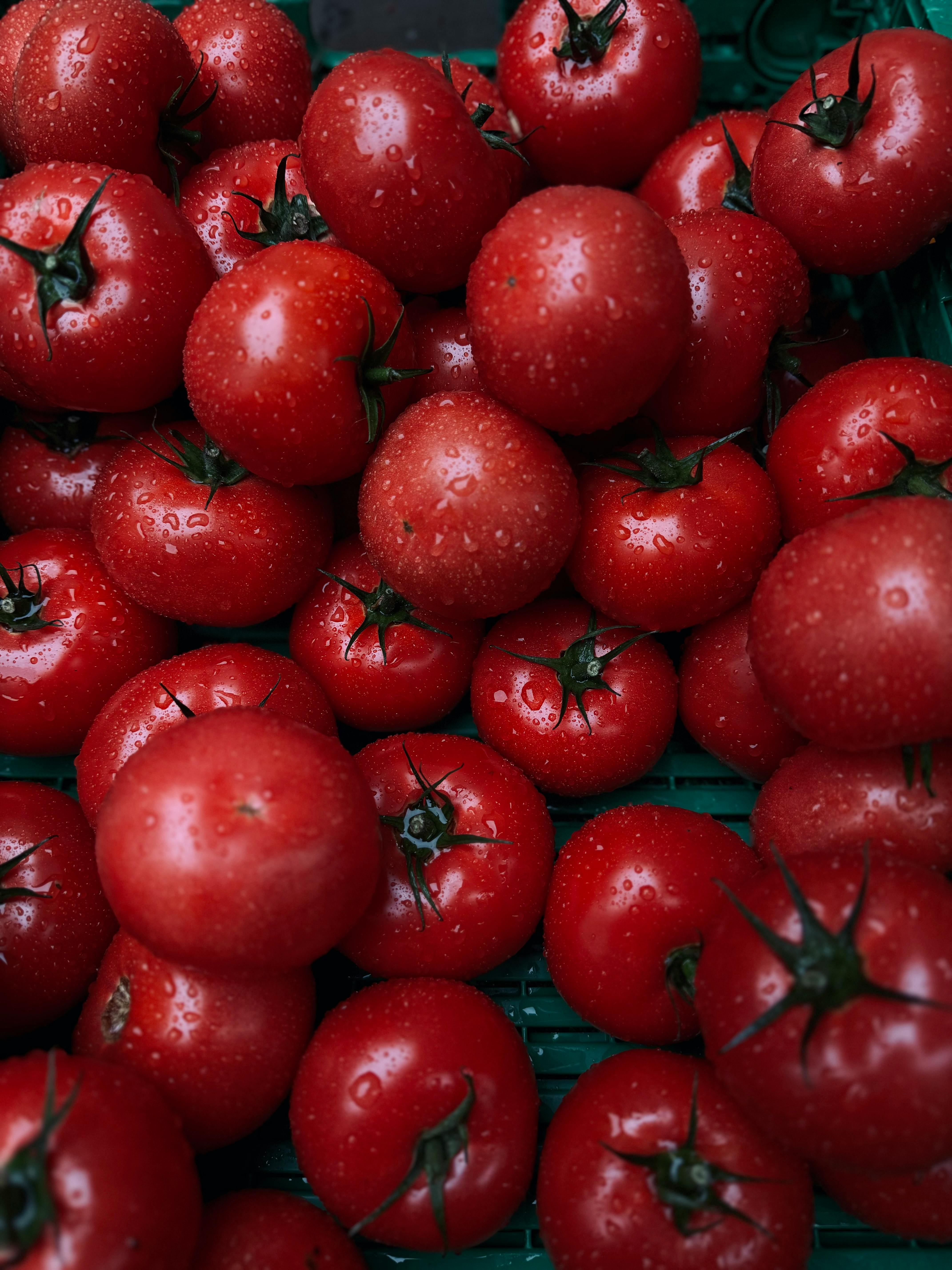 Red Tomato on Red Surface · Free Stock Photo