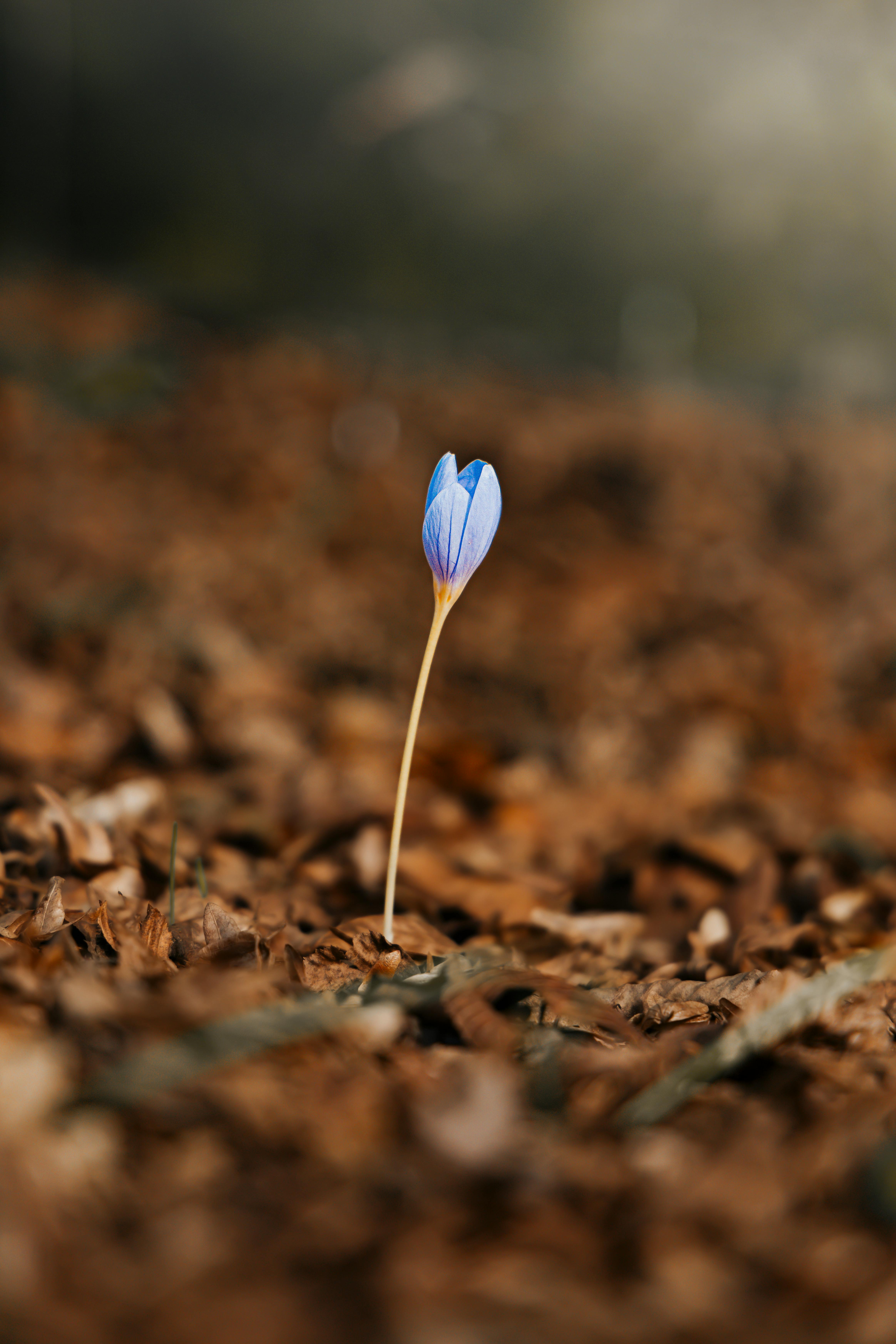 Elegant Blue Crocus Flower Amidst Autumn Leaves · Free Stock Photo