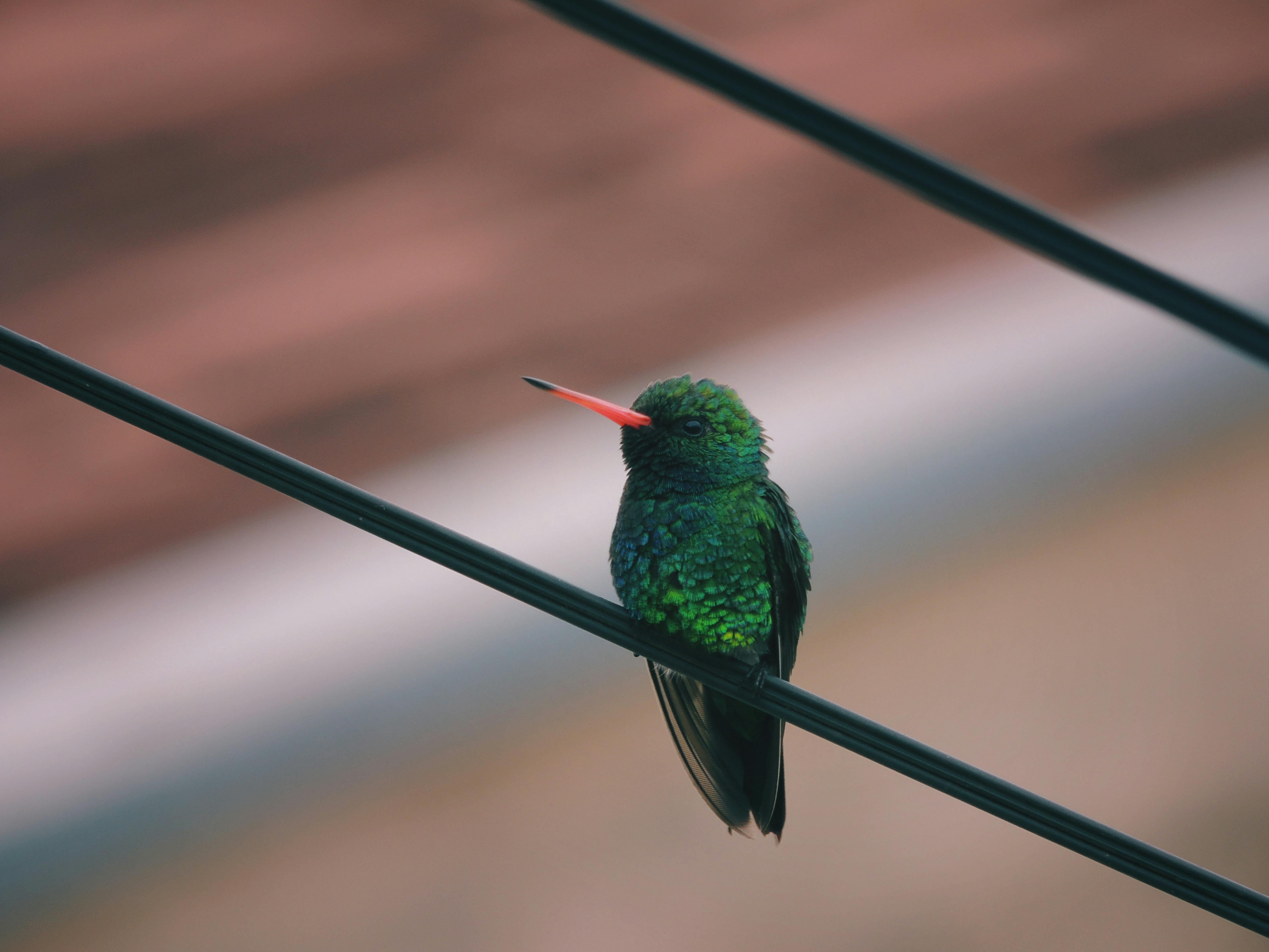 Bird 20px Photos, Download The BEST Free Bird 20px Stock Photos & HD Images