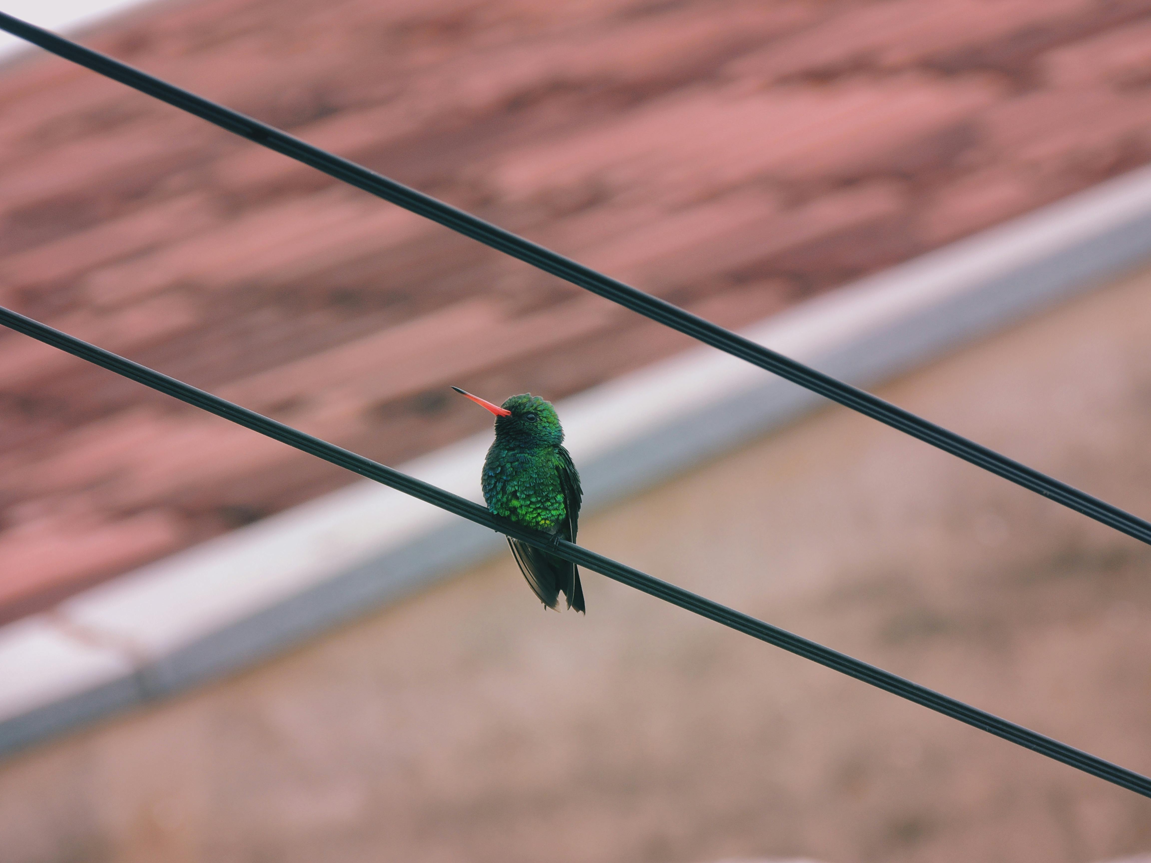 Hummingbird Frog Photos, Download The BEST Free Hummingbird Frog Stock ...