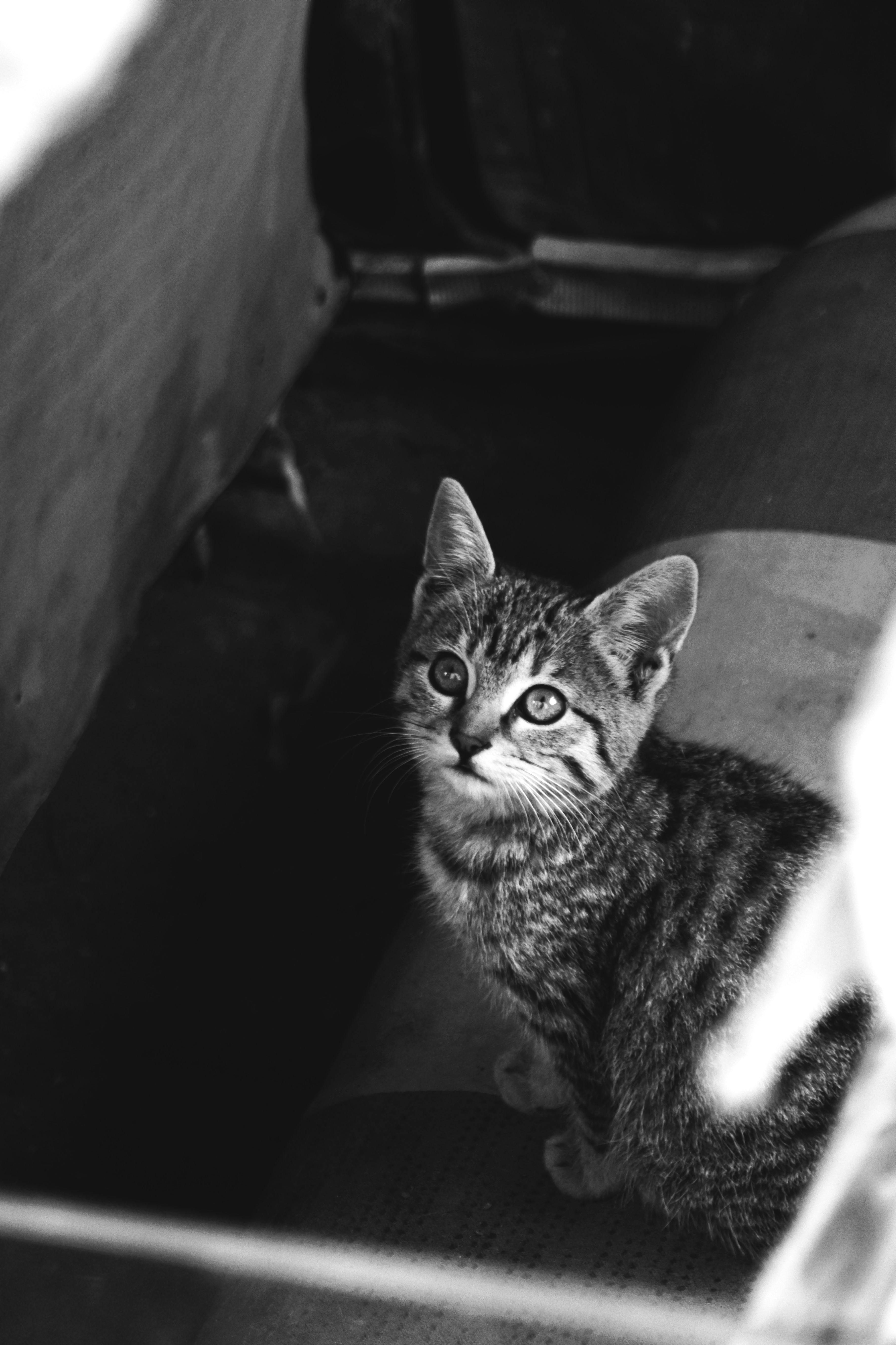 Adorable Stray Tabby Cat in Black and White · Free Stock Photo