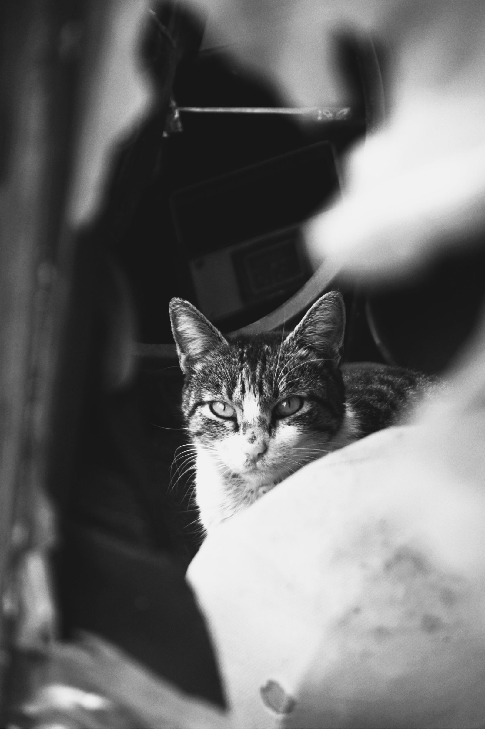 Cat Without Color Photos, Download The BEST Free Cat Without Color ...