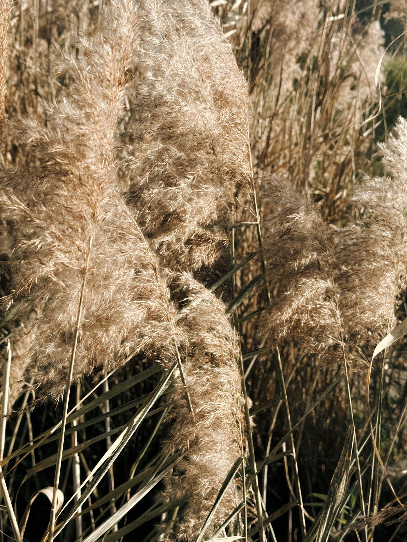 Dry Grass Photos, Download The BEST Free Dry Grass Stock Photos & HD Images