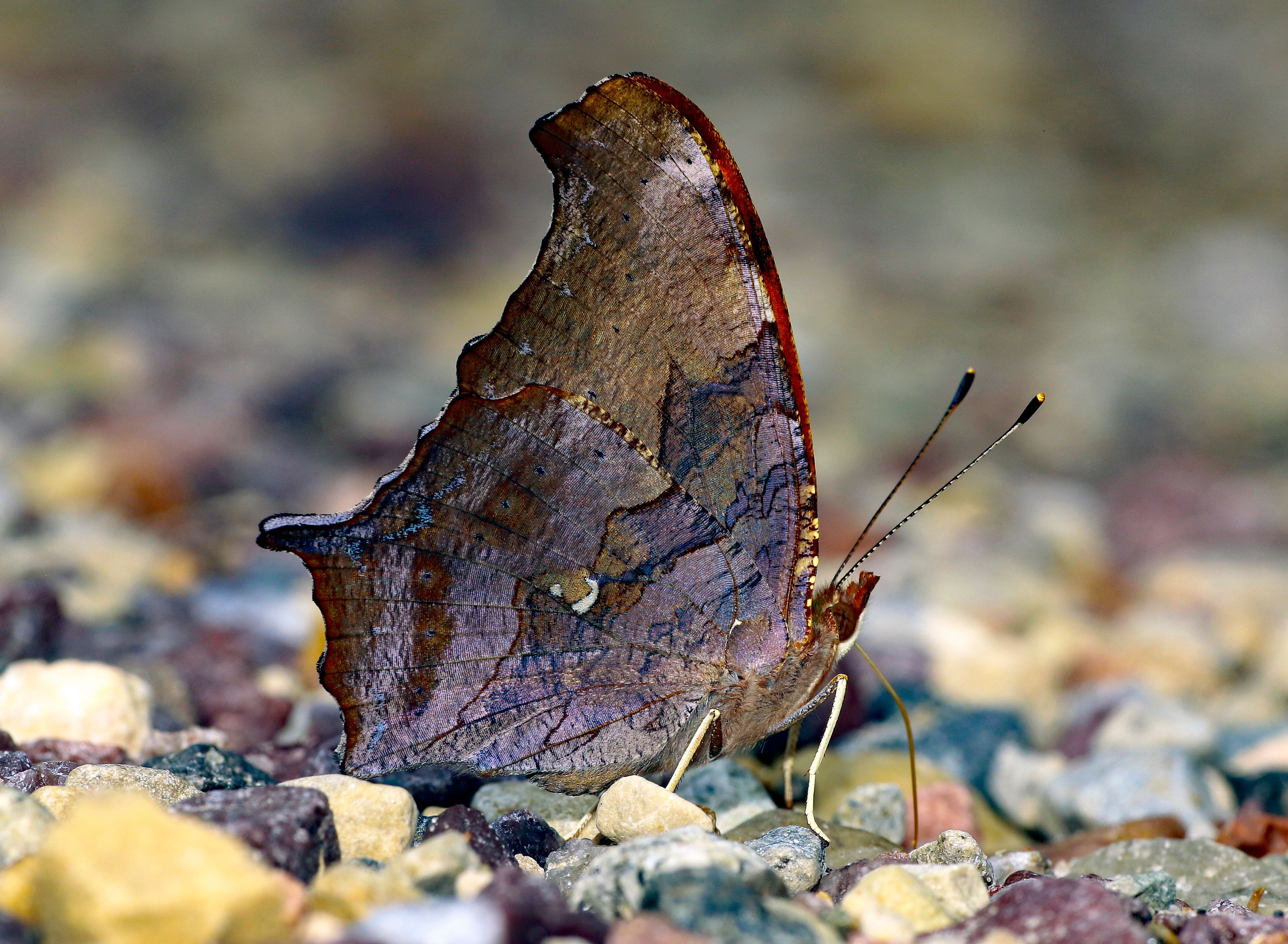 Polygonia Butterfly Resting on Pebbled Ground · Free Stock Photo