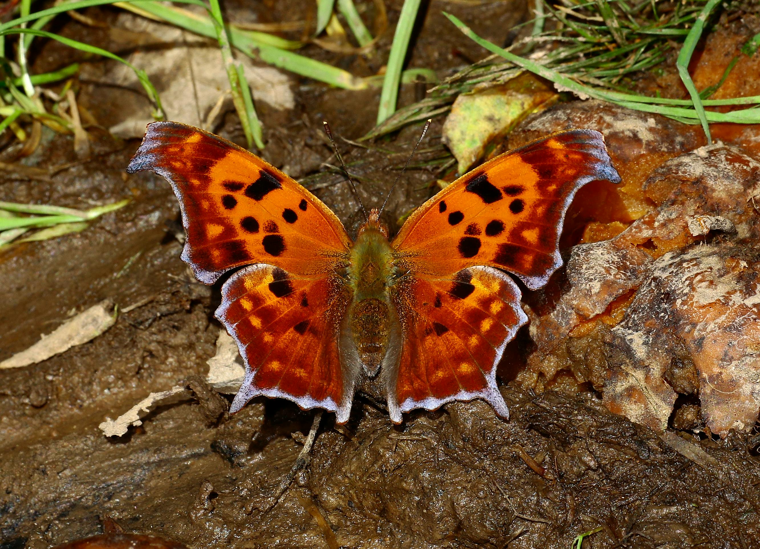 Worms And Mud Photos, Download The BEST Free Worms And Mud Stock Photos ...