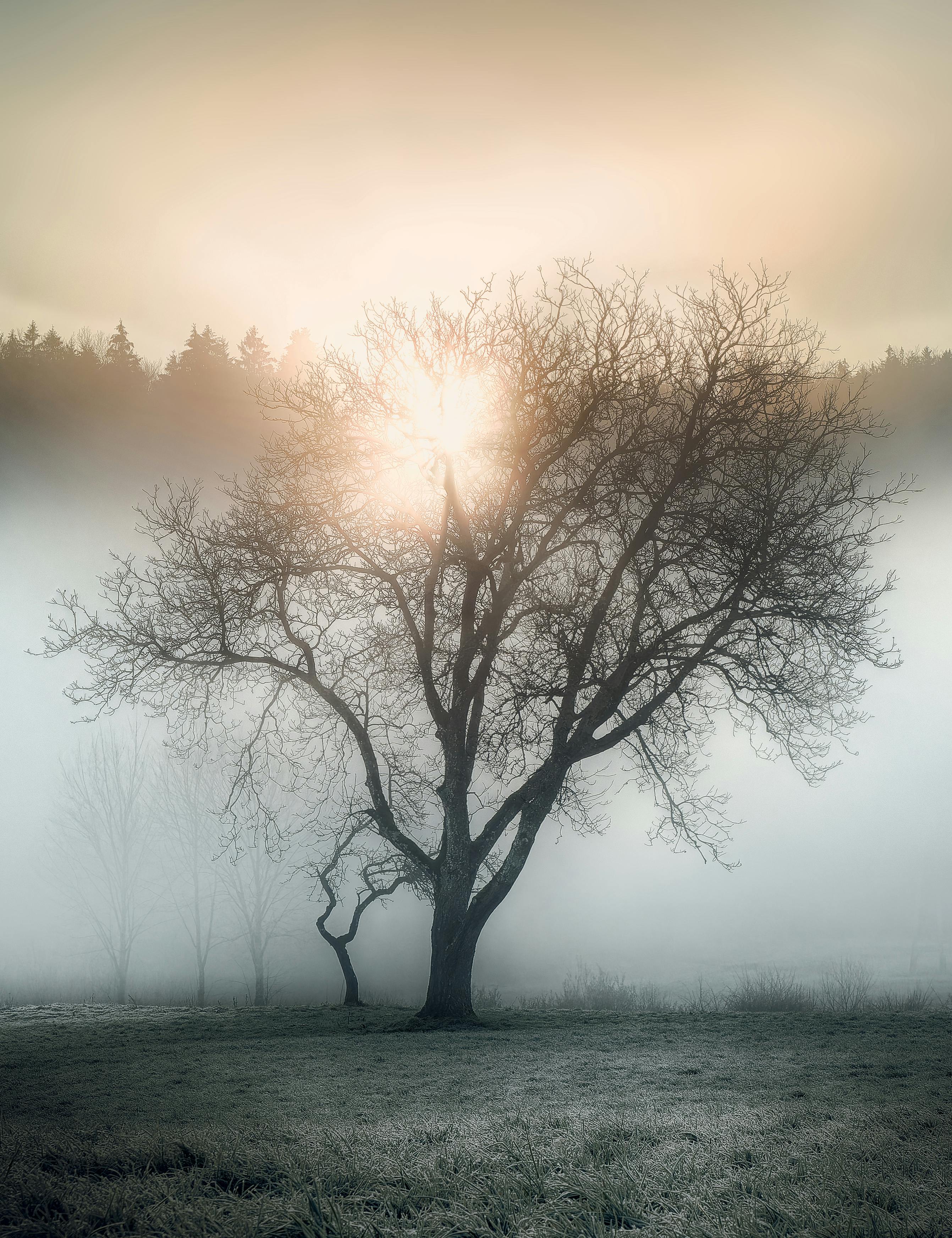 Misty Tree Silhouette at Sunrise in Austria · Free Stock Photo