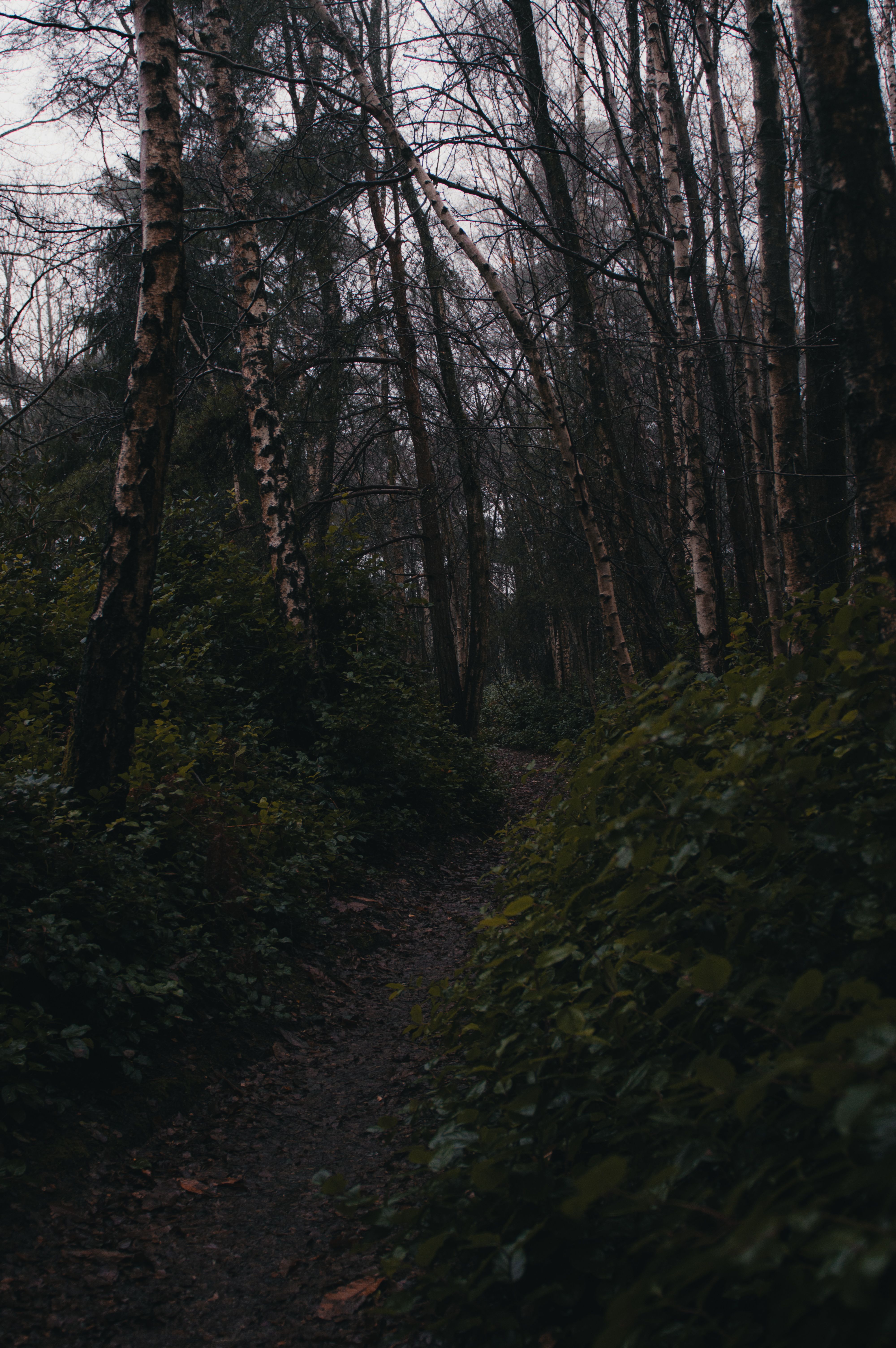 Moody Birch Forest Trail in Autumn · Free Stock Photo