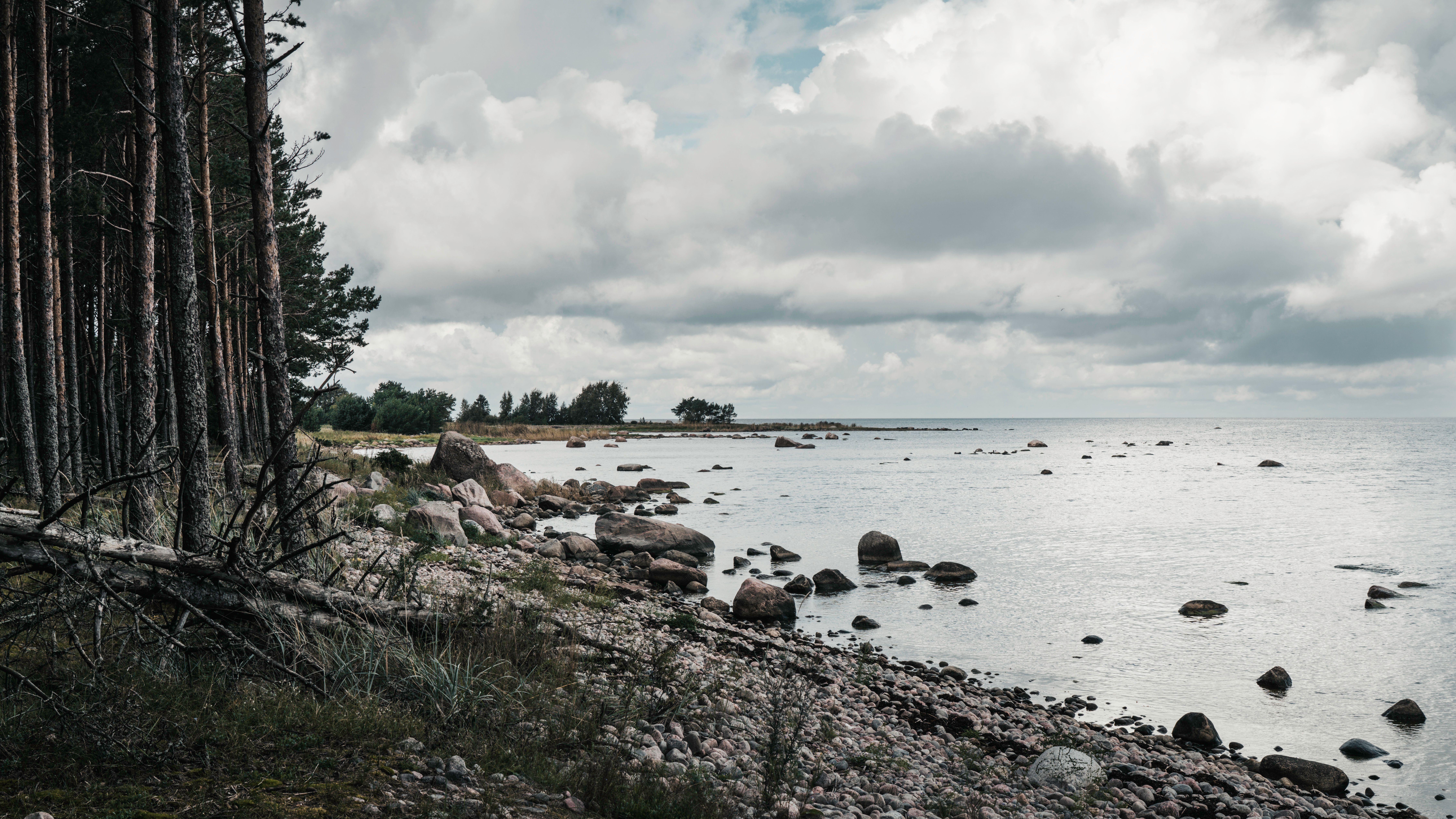 Scenic Baltic Sea Coastline with Forest View in Estonia · Free Stock Photo