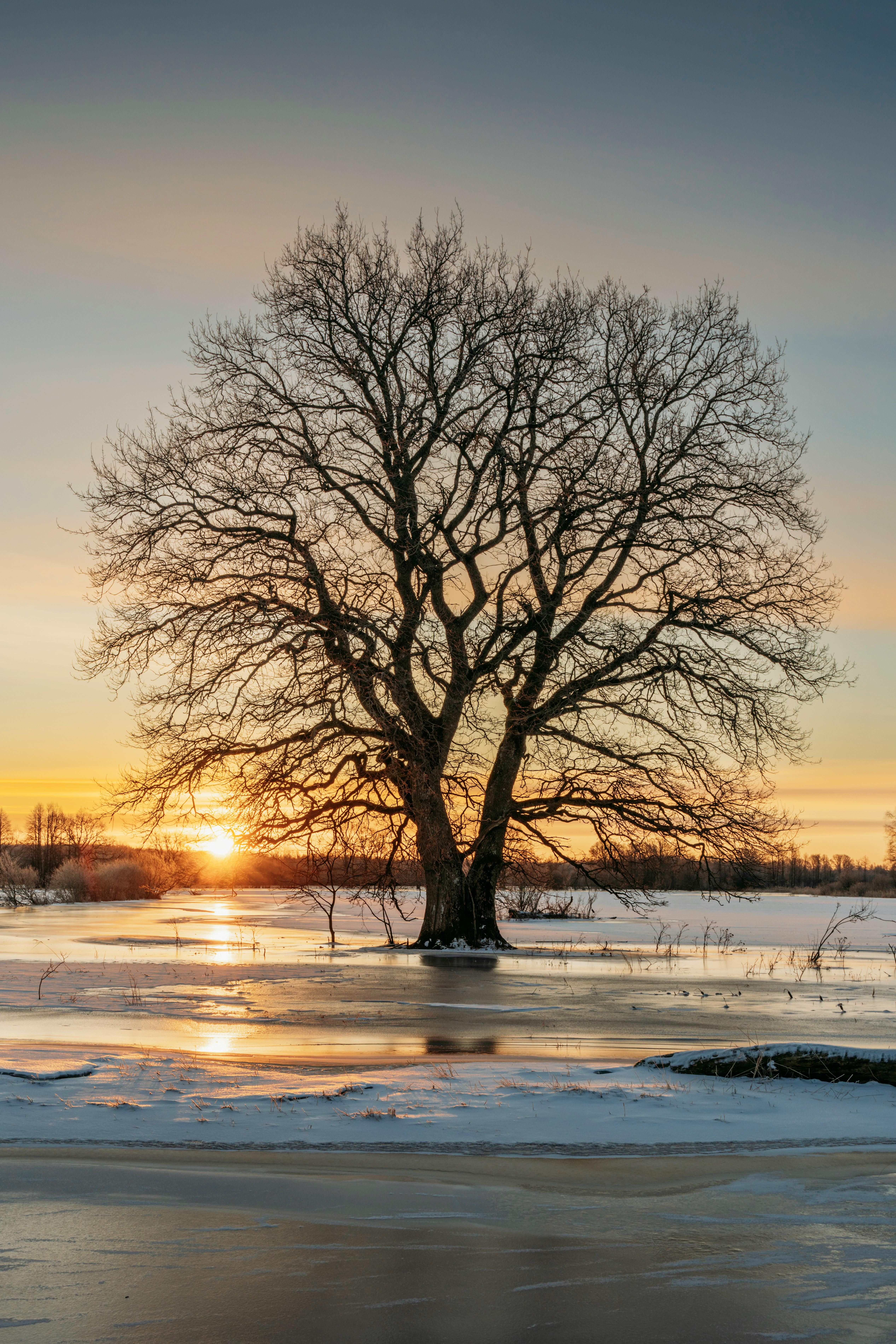 Majestic Tree in Icy Field at Sunrise · Free Stock Photo