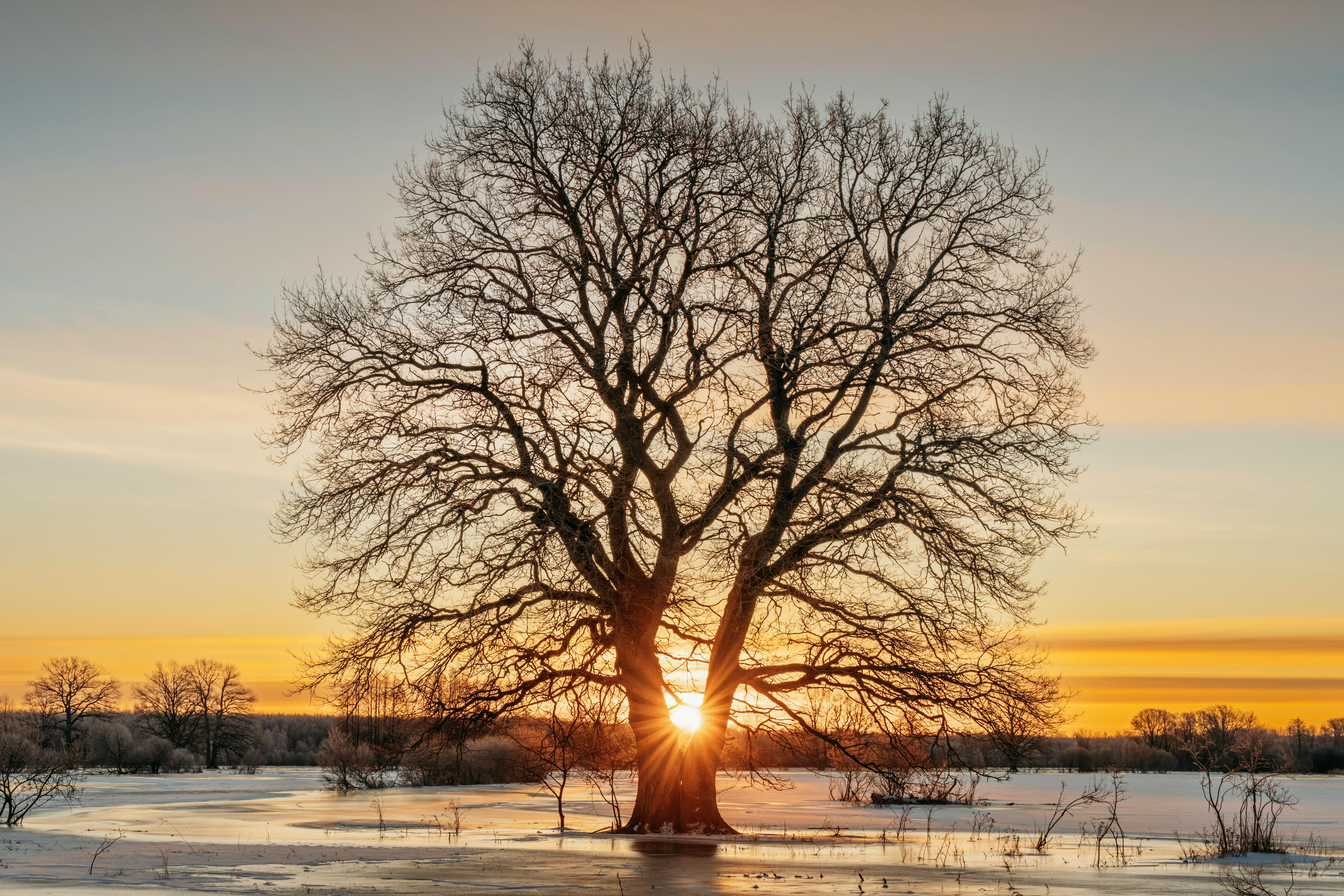Majestic Winter Tree at Sunrise in Estonia · Free Stock Photo