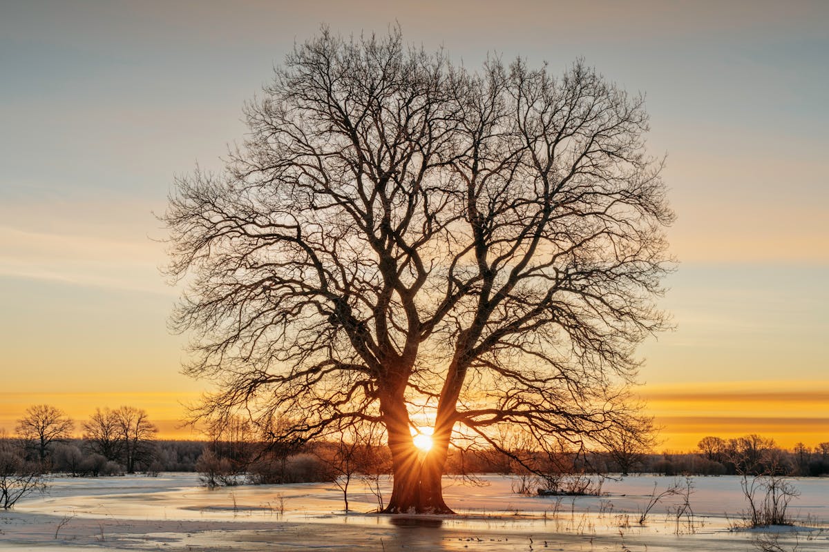 Tree 4k Photos, Download The BEST Free Tree 4k Stock Photos & HD Images