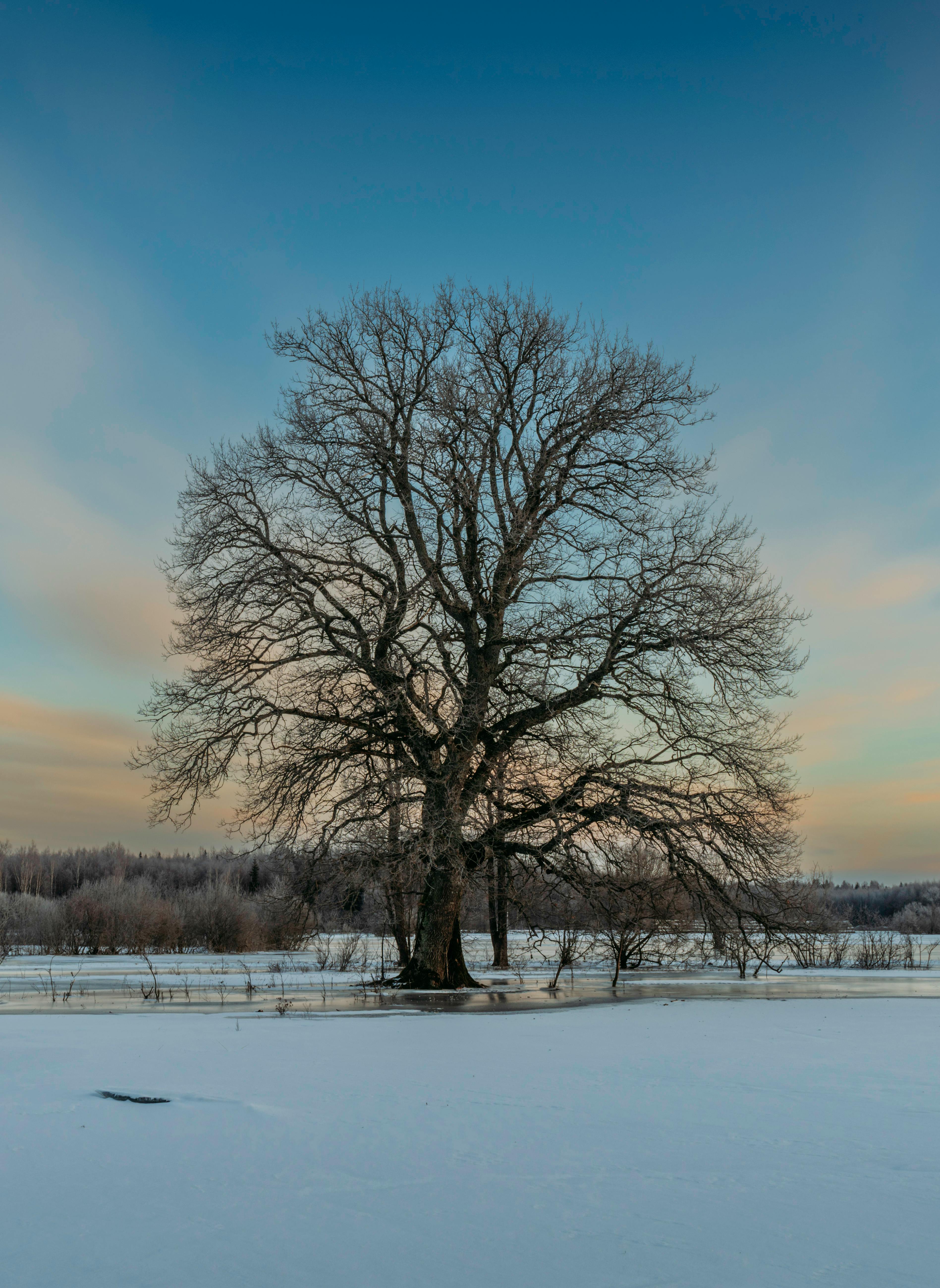 Majestic Tree in Frosty Estonian Landscape at Dawn · Free Stock Photo