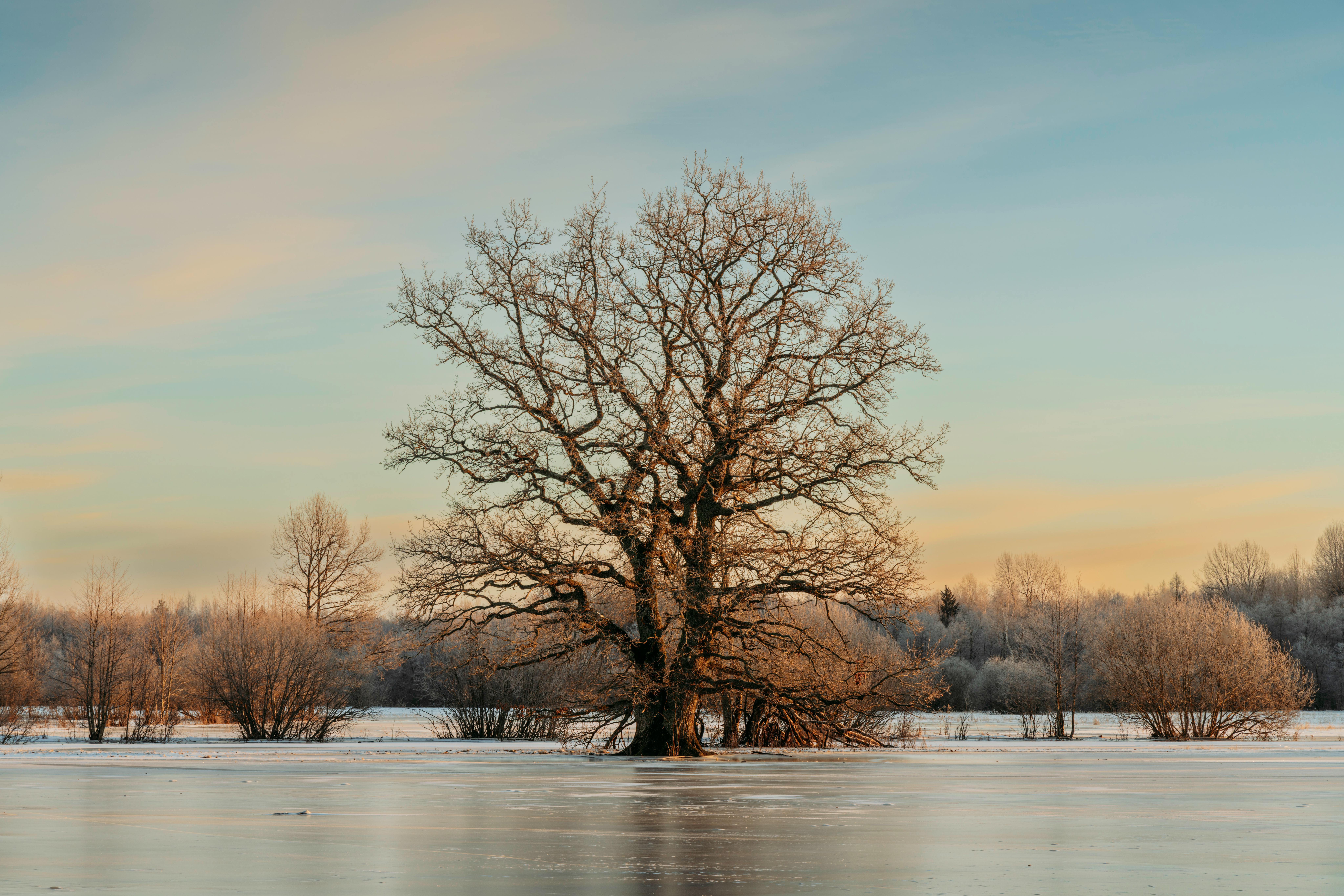 Arbre Majestueux Dans Un Paysage Estonien Givré · Photo gratuite