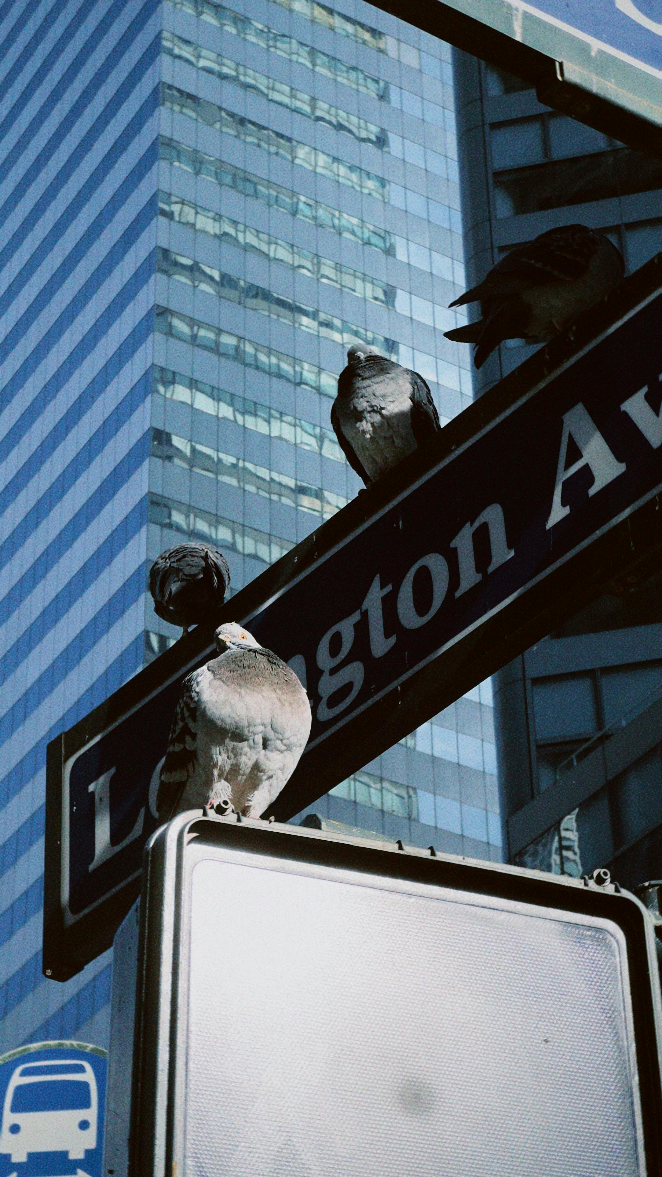 Pigeons on Lexington Avenue Street Sign in NYC · Free Stock Photo