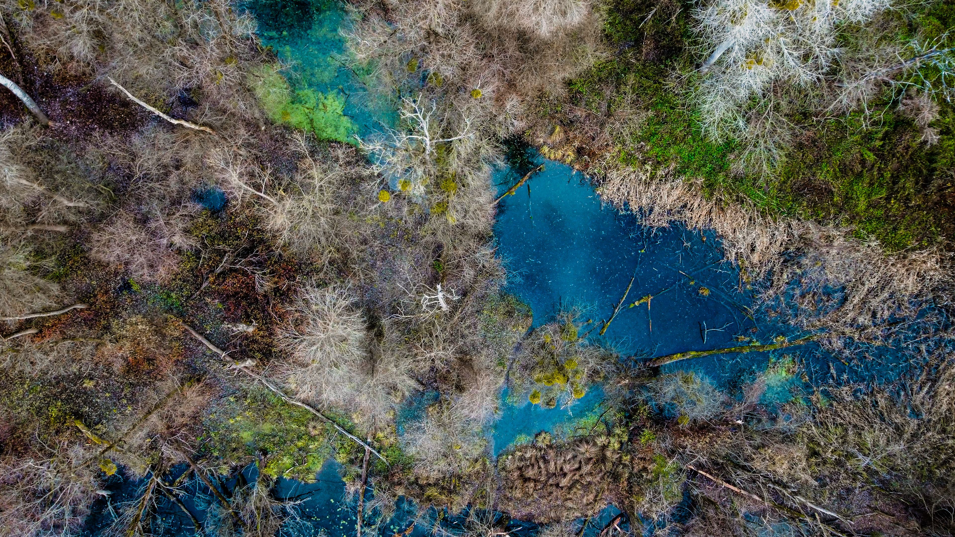 Aerial View of Serene Forest Swamp with Turquoise Water · Free Stock Photo