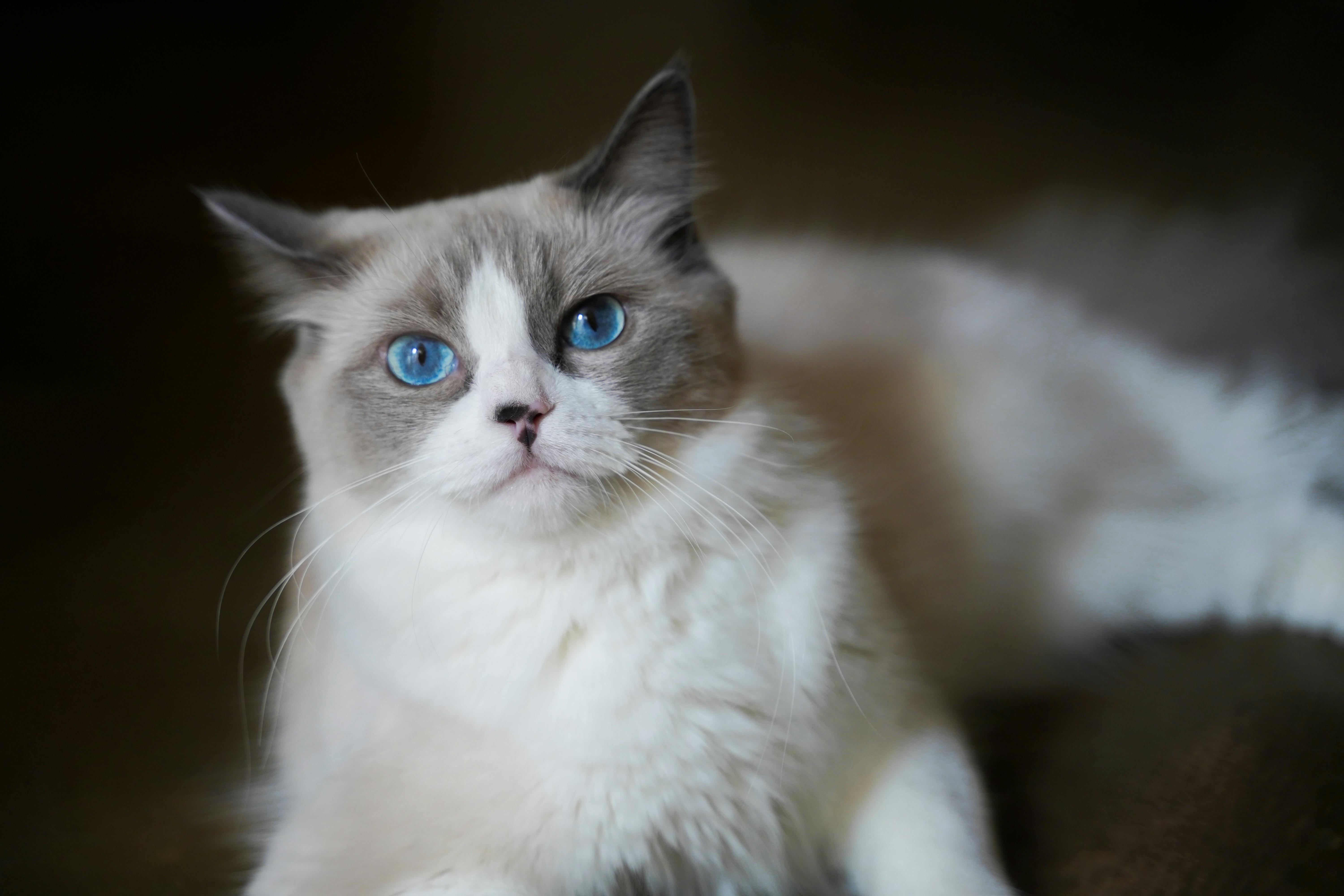 Gato Pis Photos, Download The BEST Free Gato Pis Stock Photos & HD Images