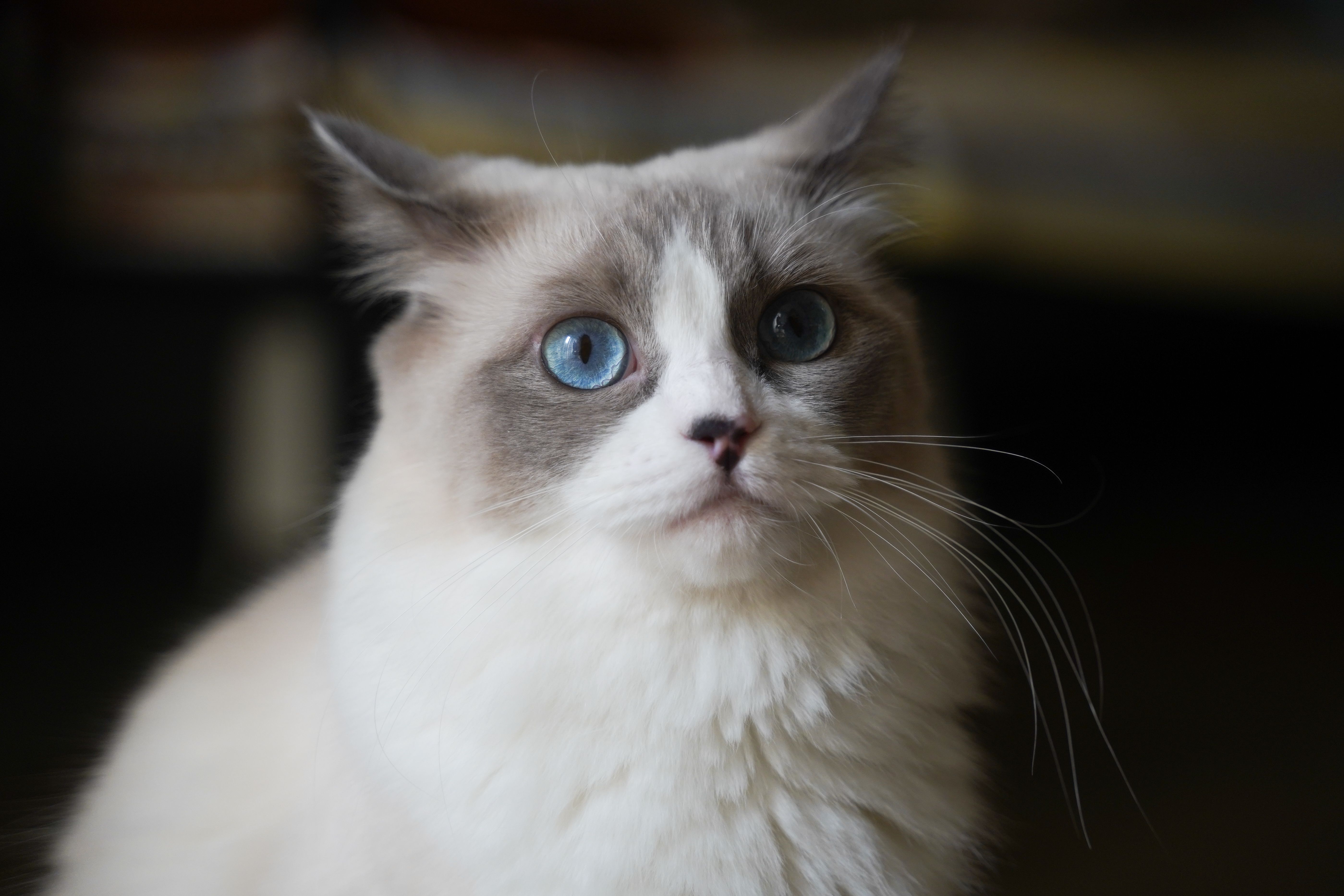 Blue Eyed Ragdoll Cats