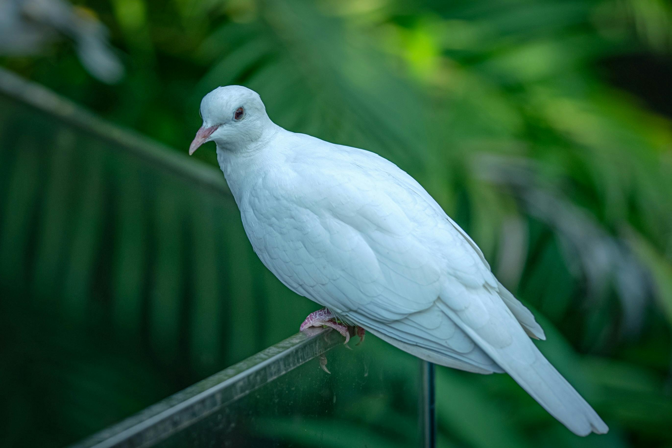 Elegant White Dove Resting on a Railing · Free Stock Photo