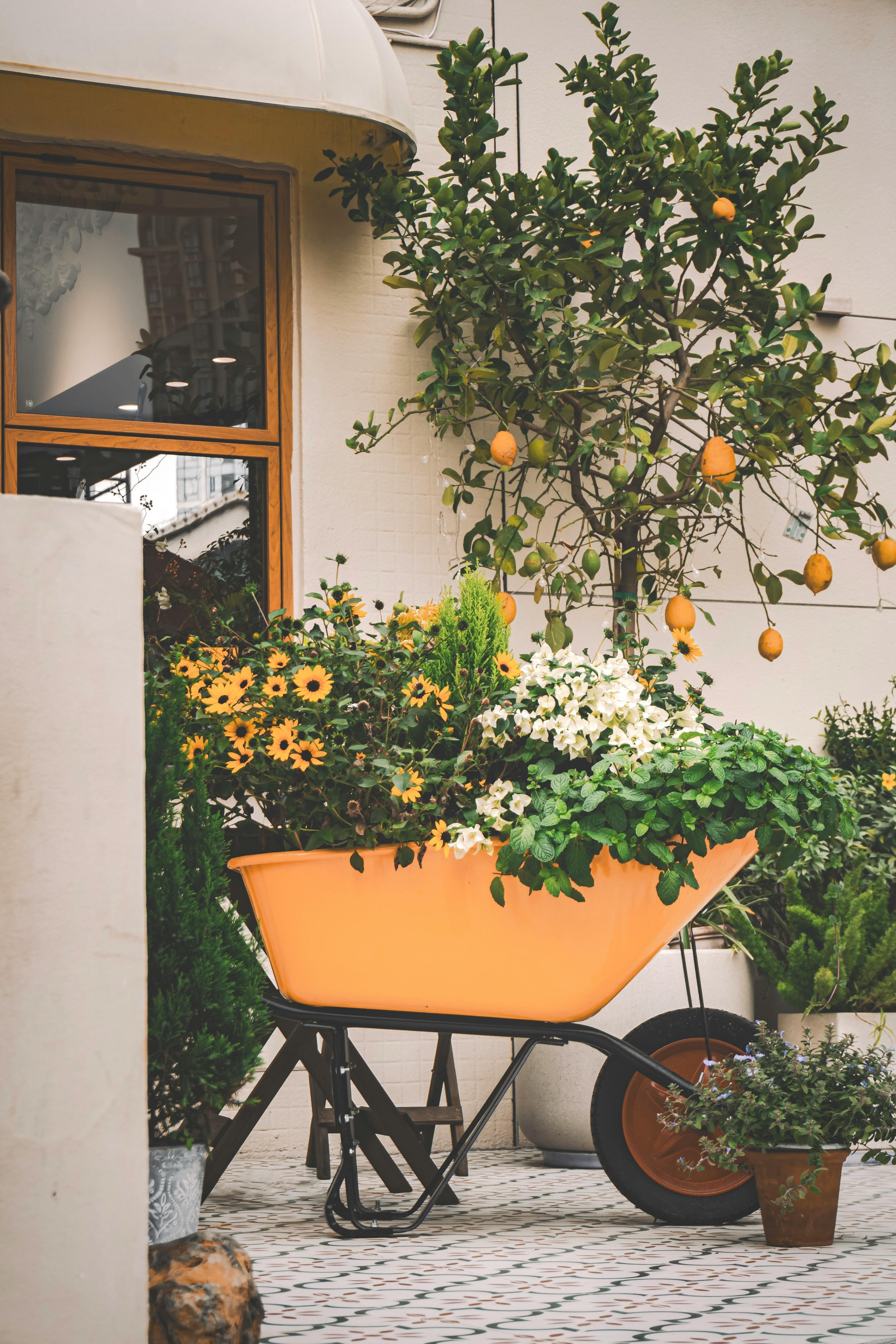 Charming Garden Display with Vibrant Wheelbarrow · Free Stock Photo