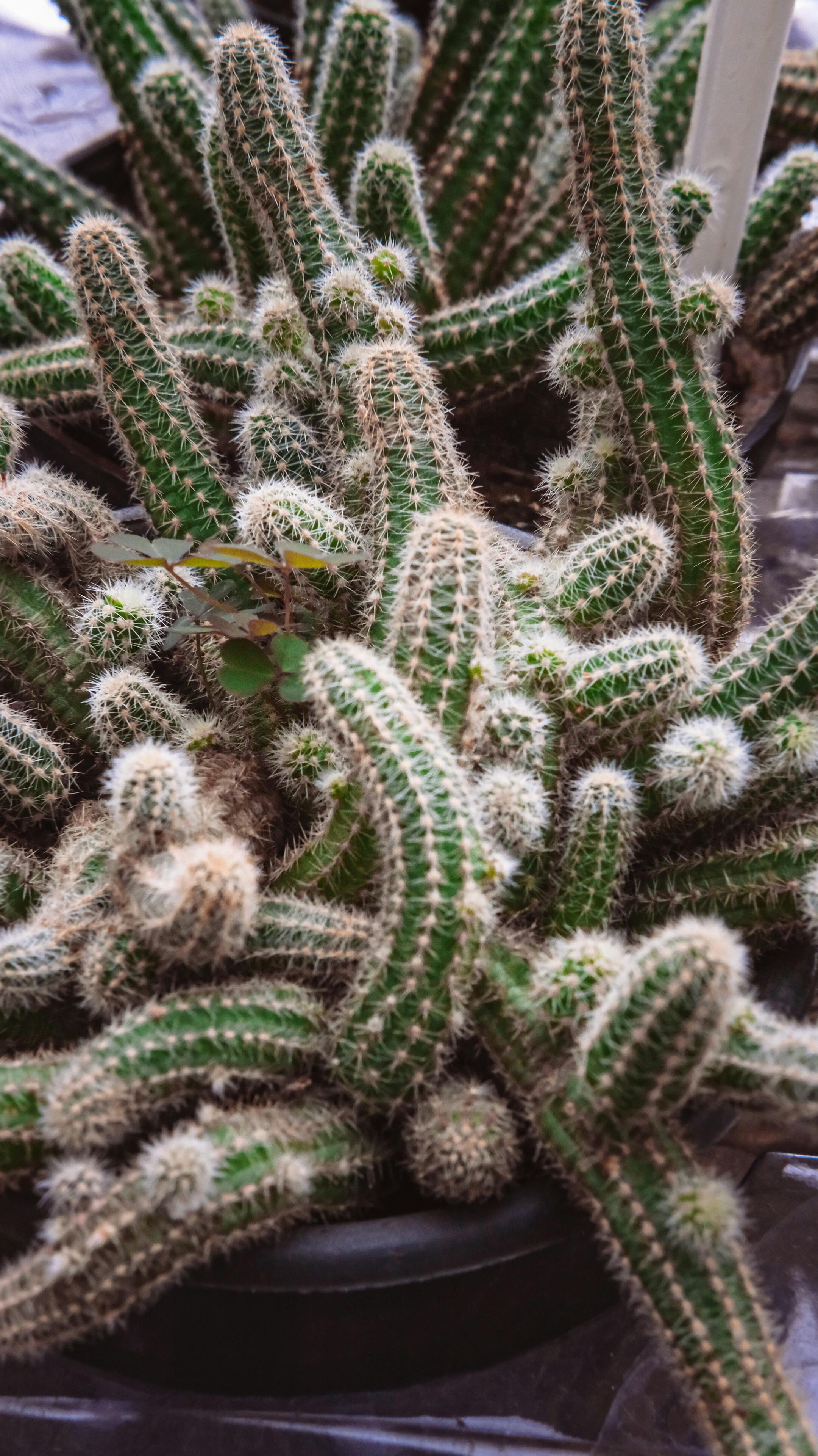 Plant Planting Photos, Download The BEST Free Plant Planting Stock ...