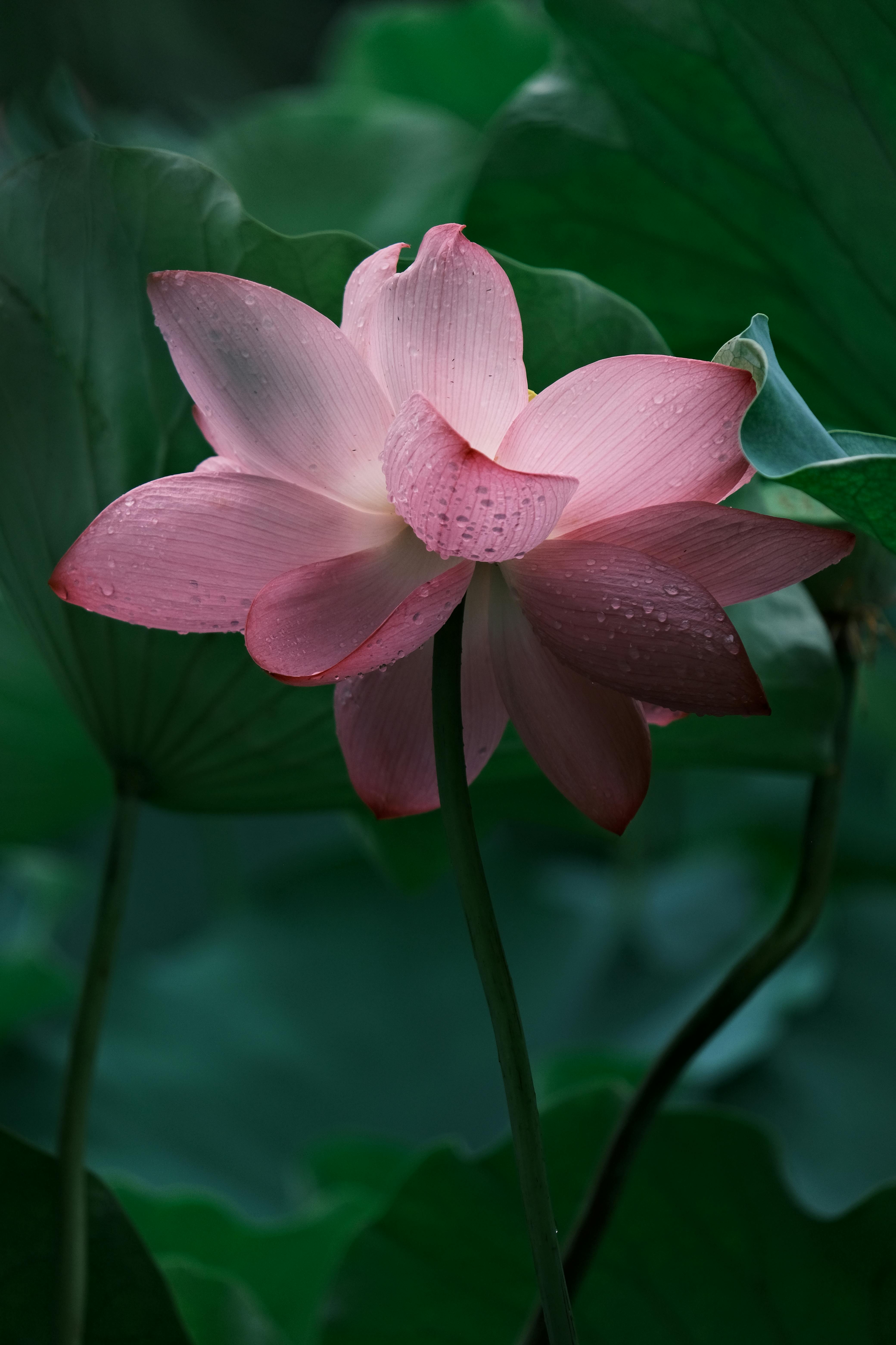 Pink Multi Petaled Flower Near Green Leaf · Free Stock Photo