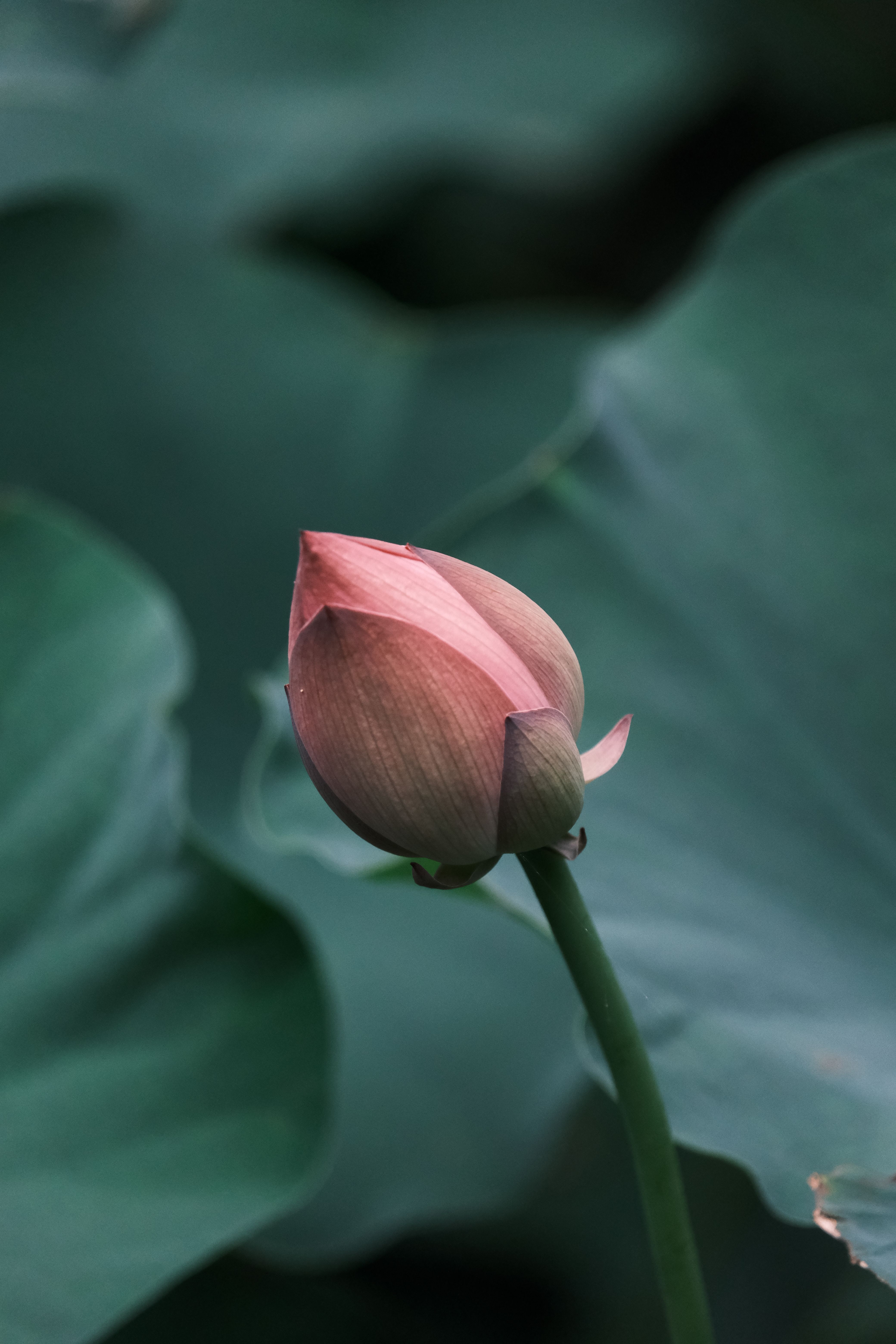 Beautiful Lotus Bud in Serene Natural Setting · Free Stock Photo