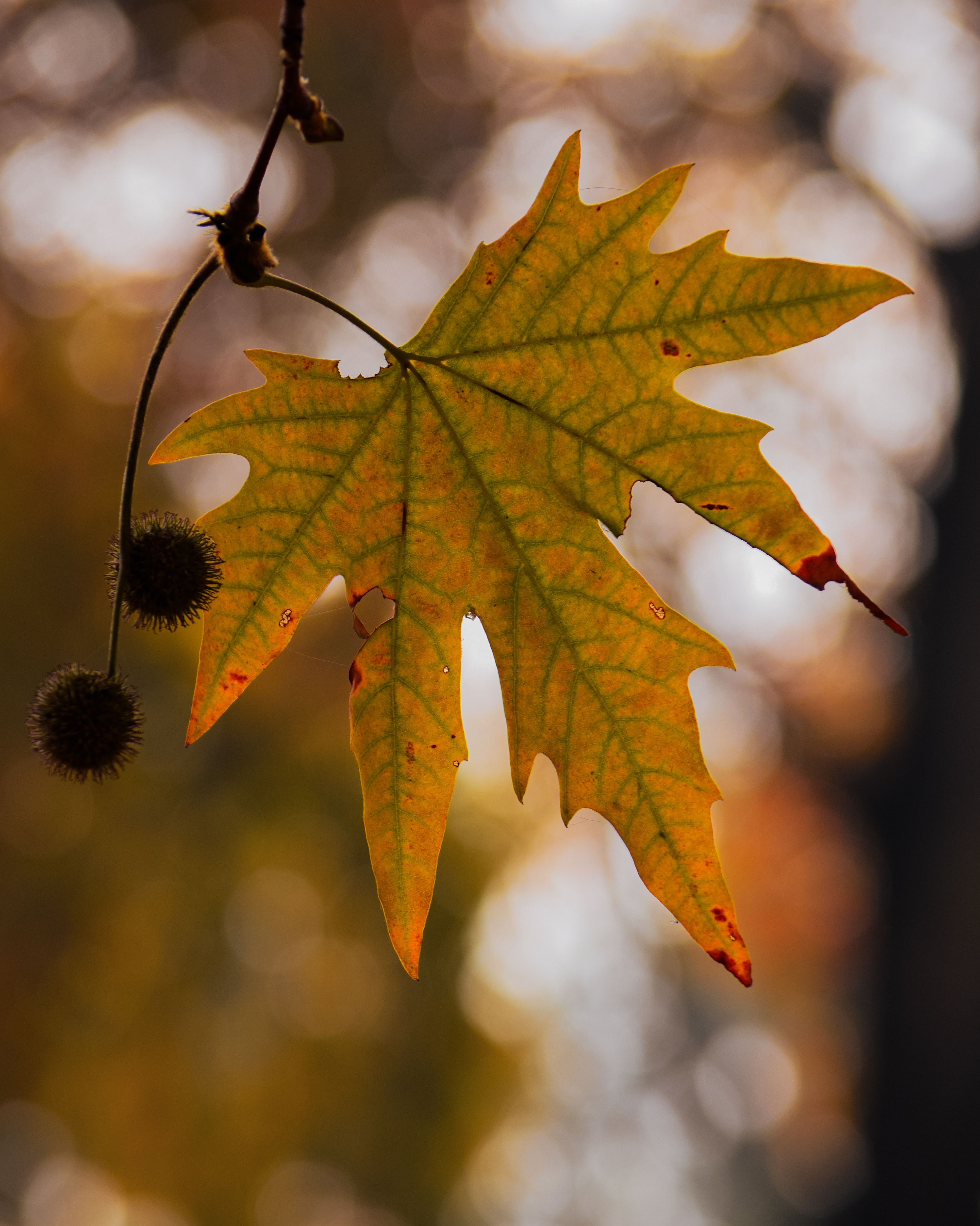 Close-up of Autumn Maple Leaf with Bokeh Effect · Free Stock Photo