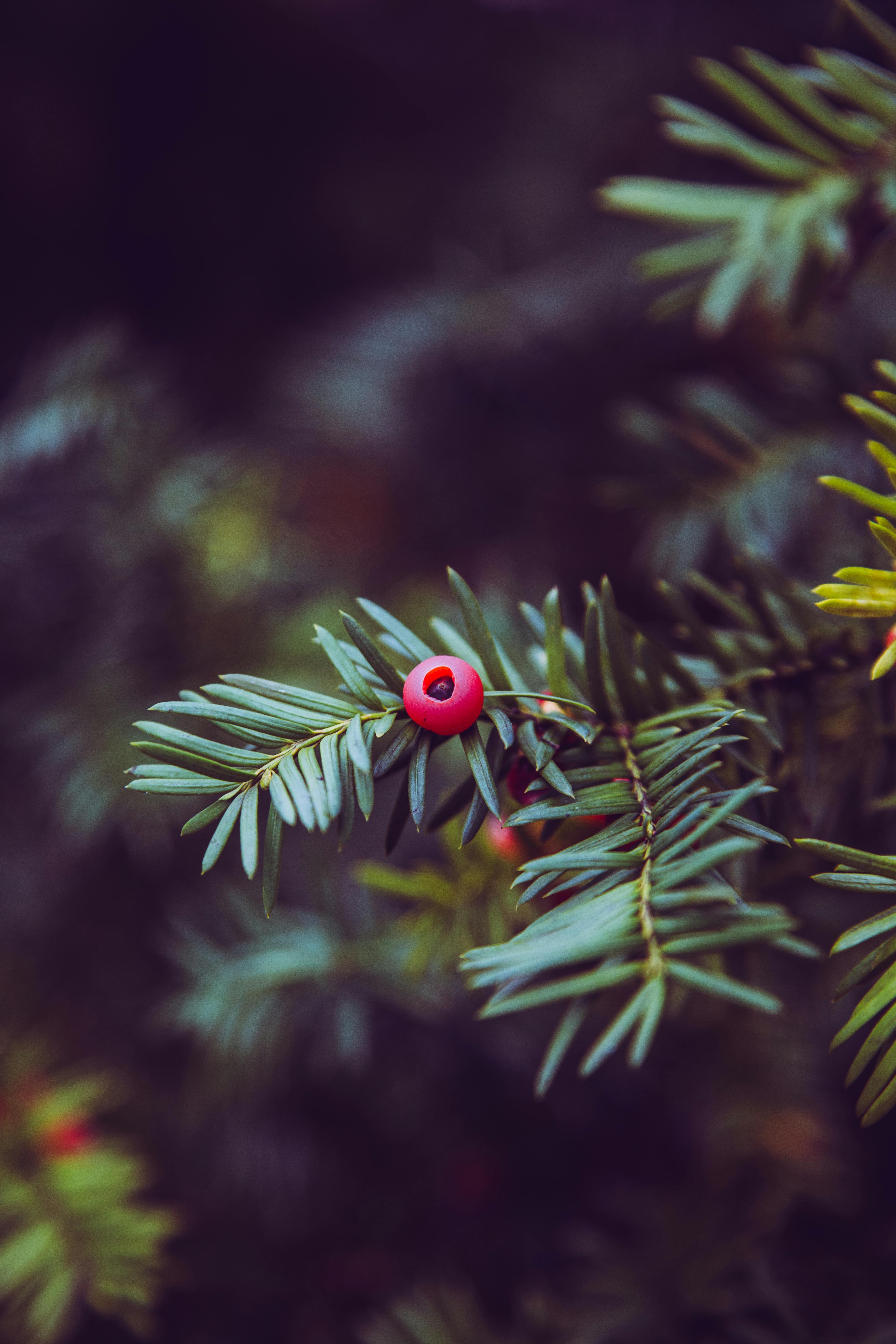 Flora Study Photos, Download The BEST Free Flora Study Stock Photos ...