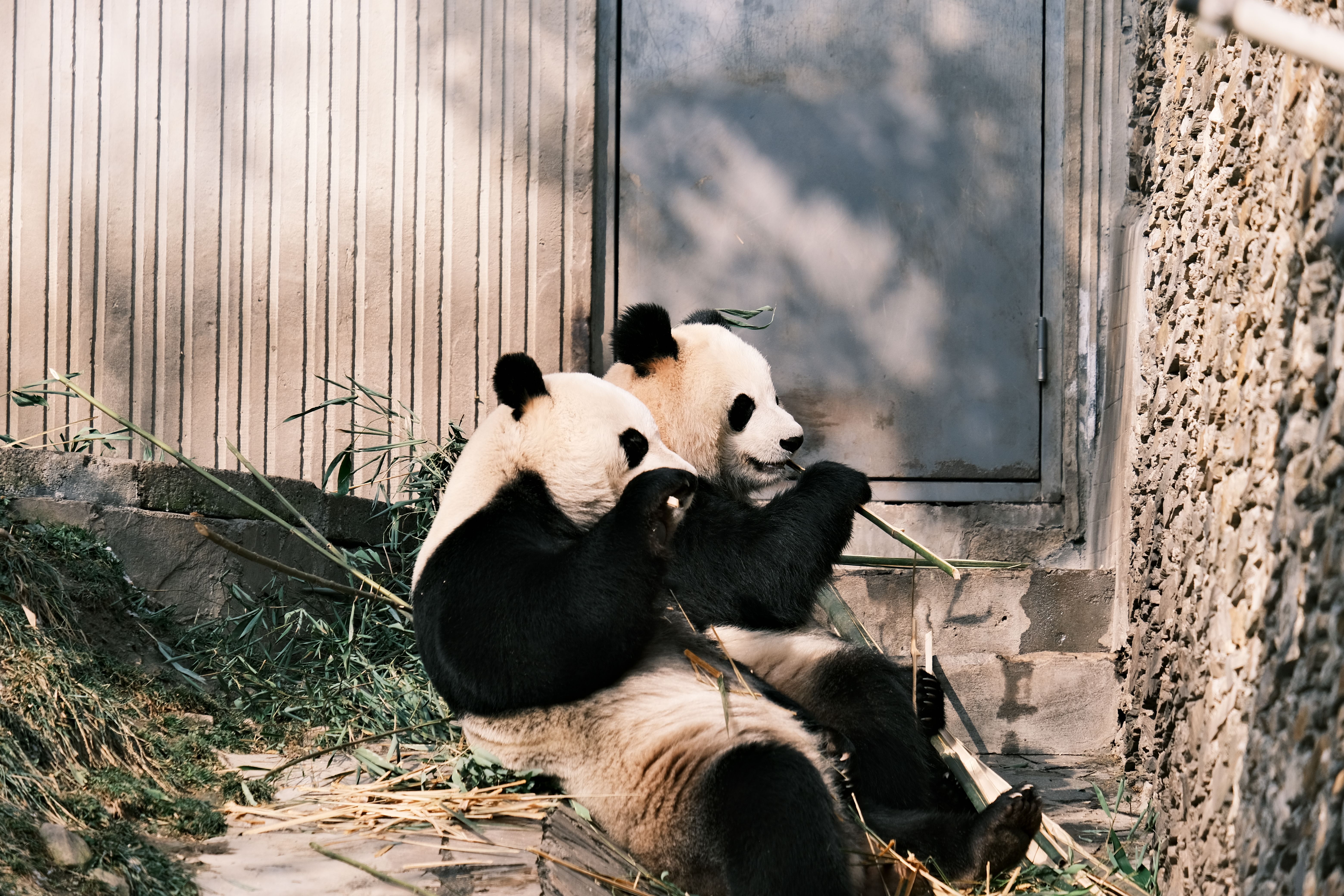 Double Panda Photos, Download The BEST Free Double Panda Stock Photos ...