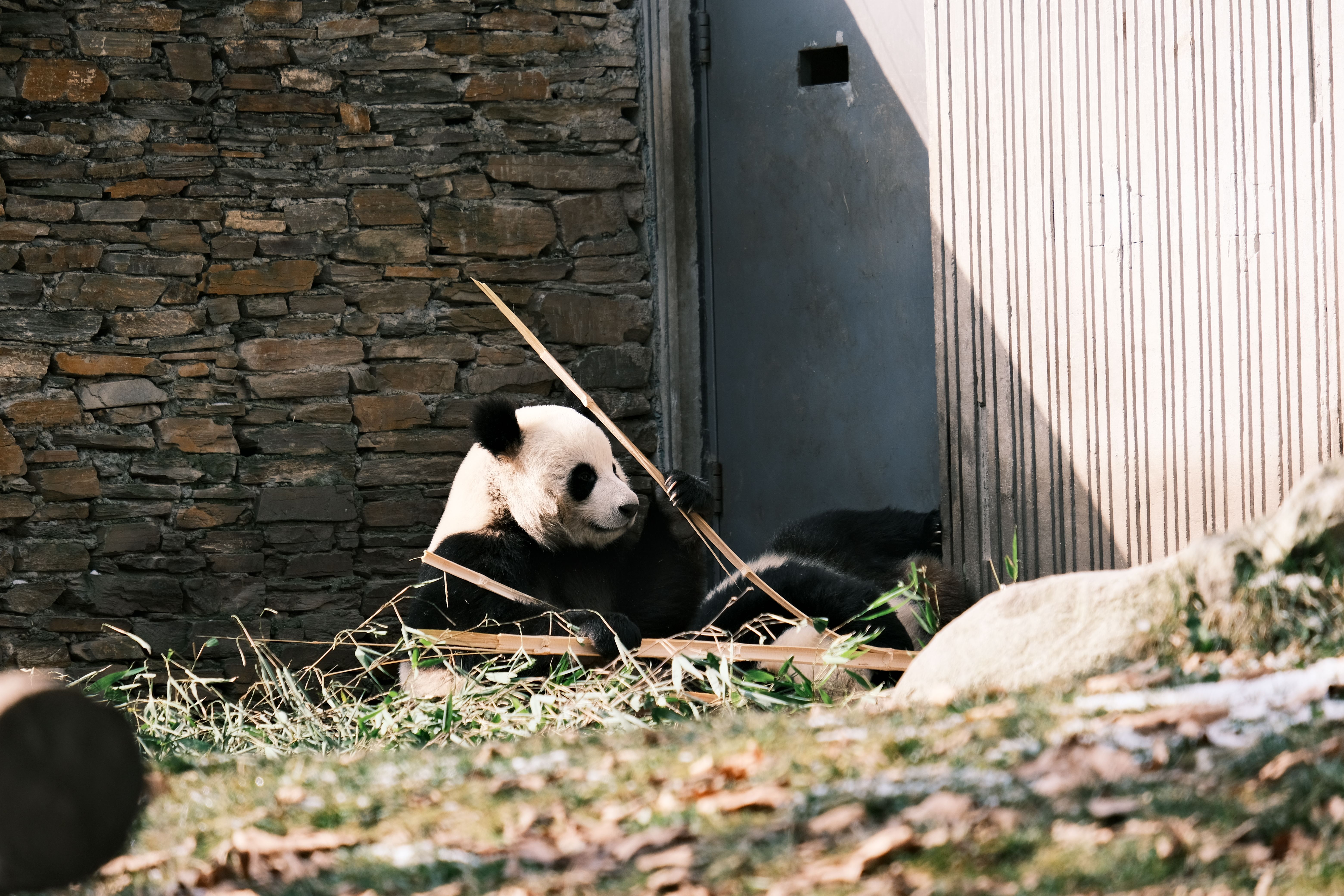 Giant Panda Relaxing with Bamboo in Enclosure · Free Stock Photo