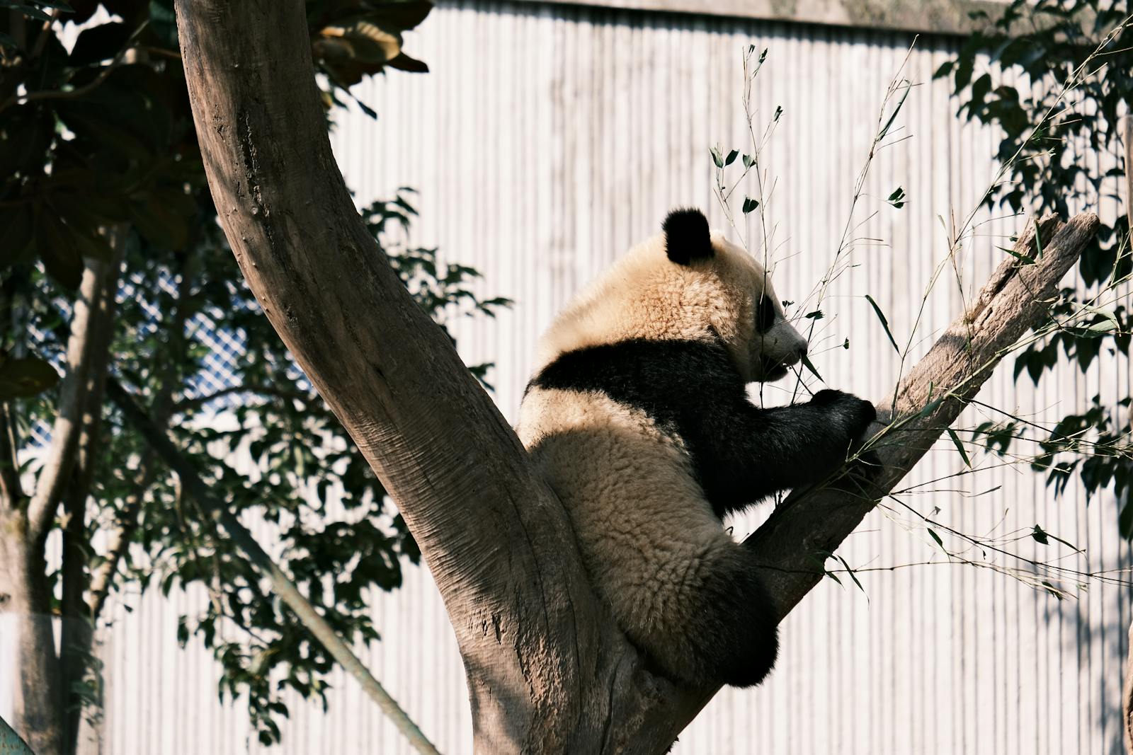 600+ Best Panda Photos · 100% Free Download · Pexels Stock Photos