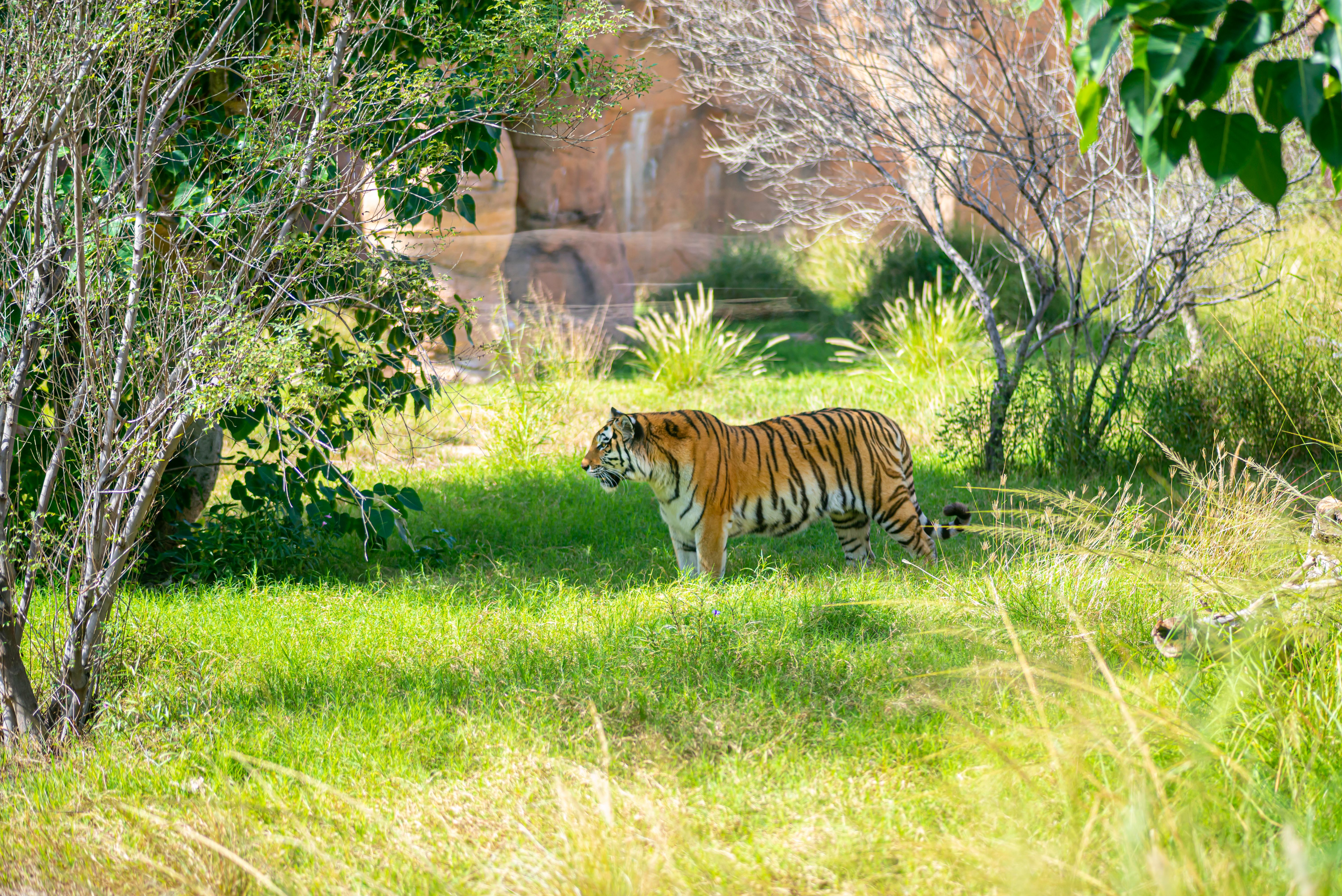 Majestic Tiger in Natural Habitat at Zoo · Free Stock Photo
